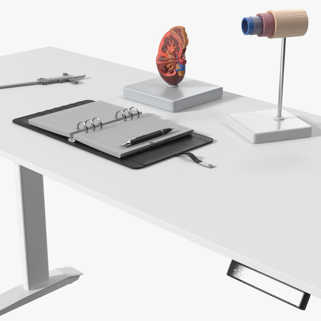 modelo 3d Anatomía clínica educativa de los vasos sanguíneos ...