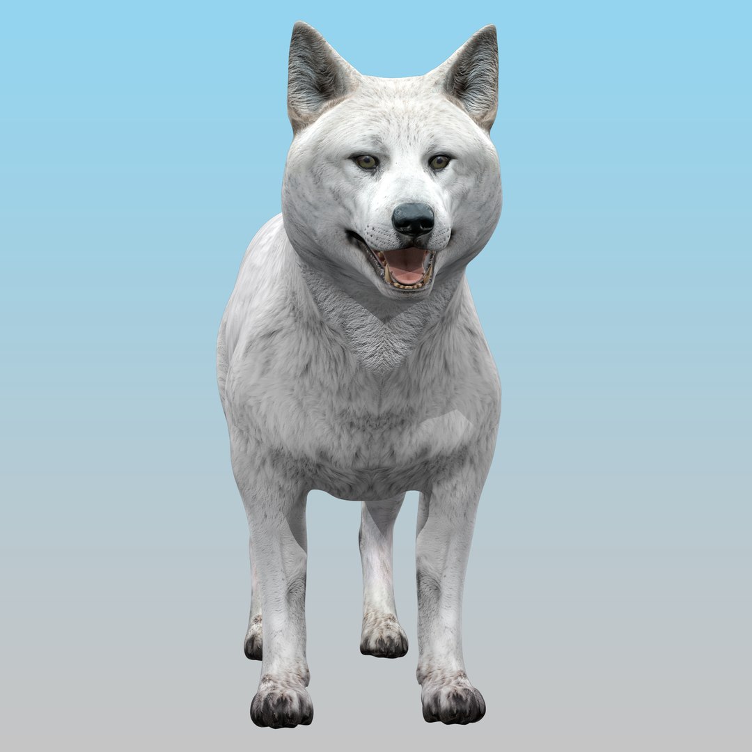 3D Wolf White Arctic - TurboSquid 2223616