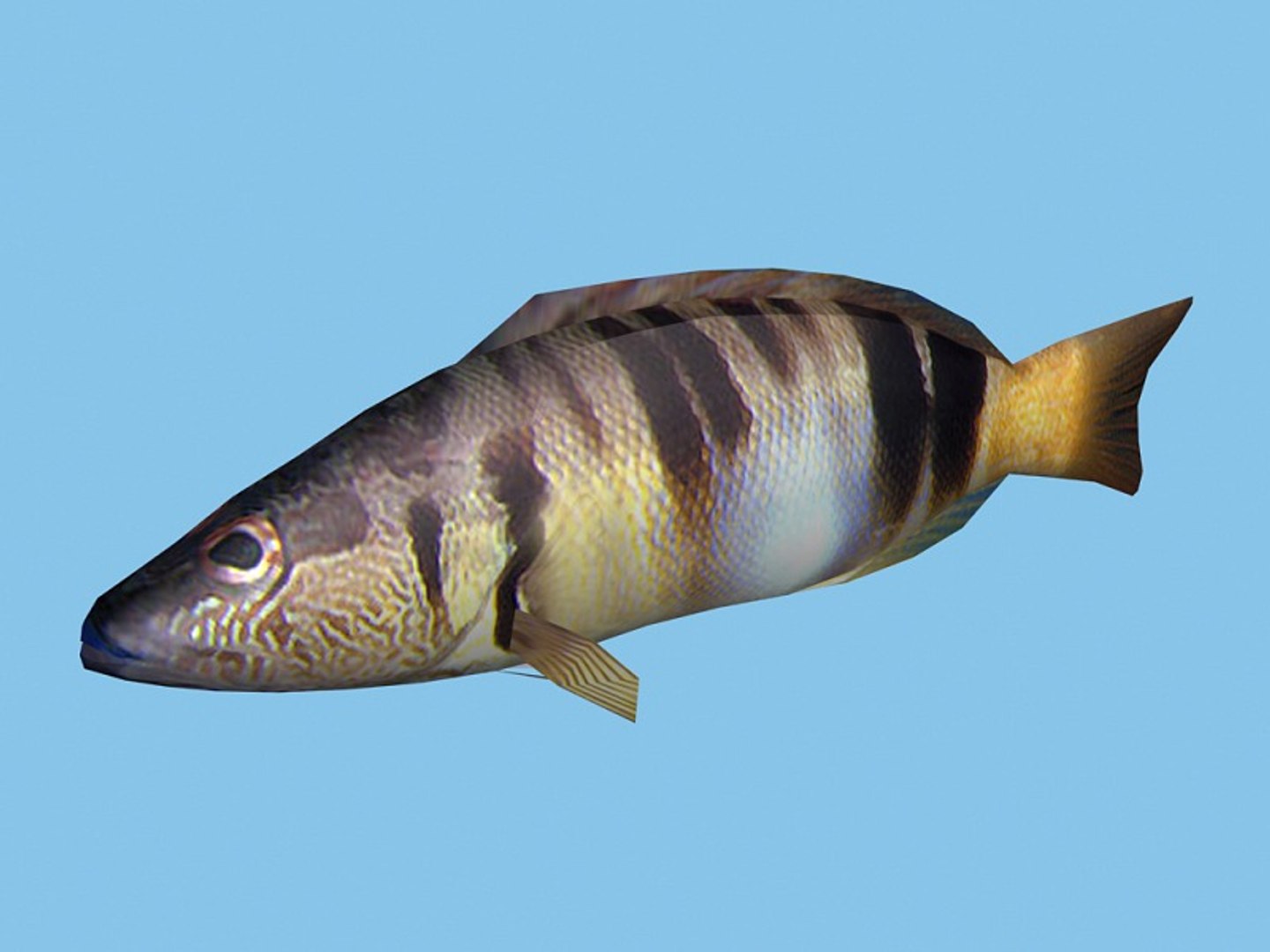 Max Fish Serranus Scriba