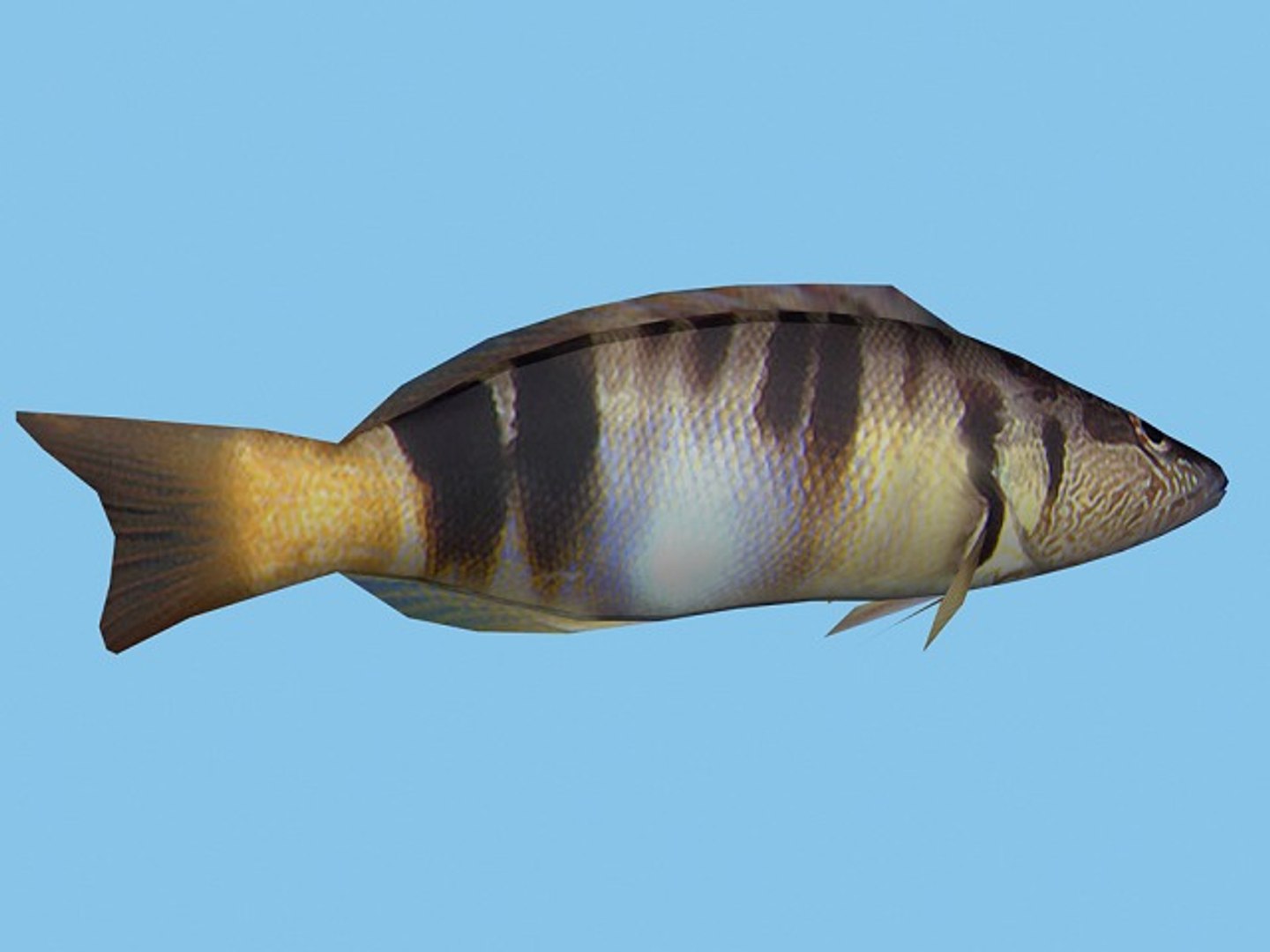 Max Fish Serranus Scriba