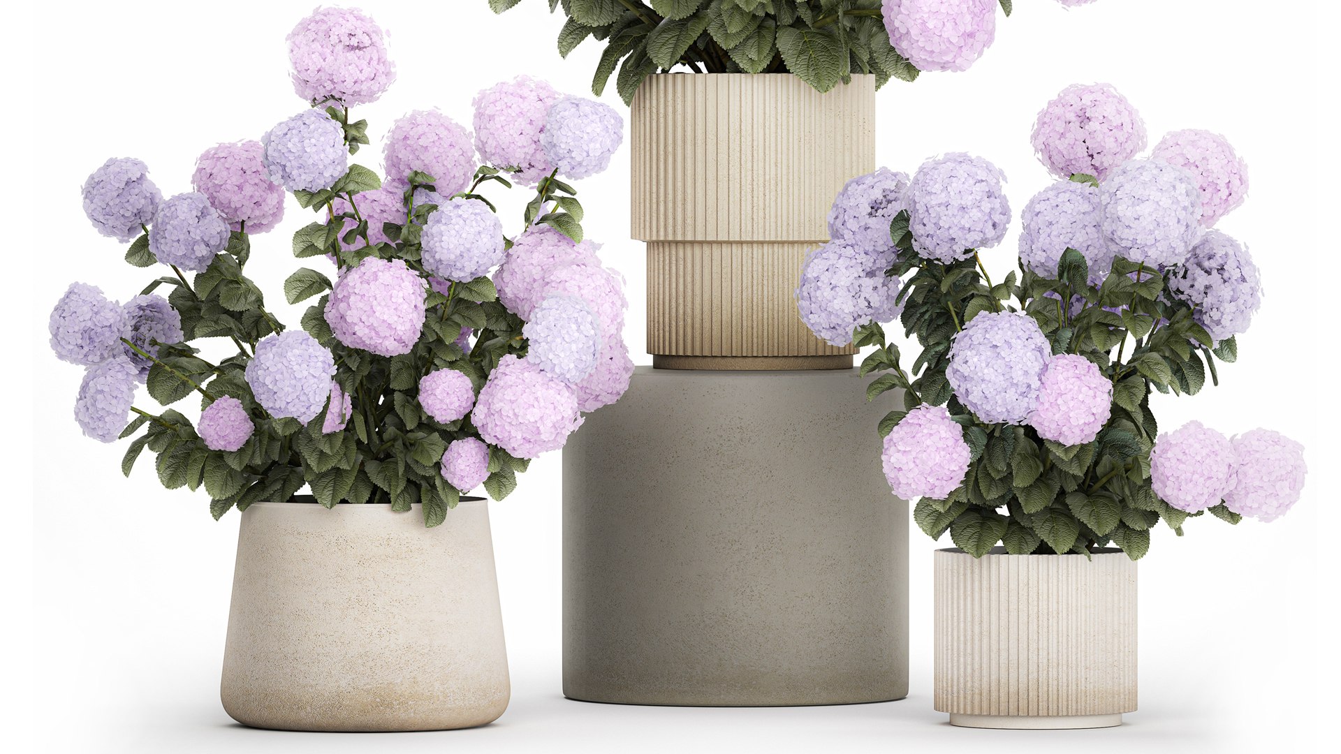 3D Potted Plants Hydrangea Outdoor Pink Flowers Pink Purple Lilac 1478 ...