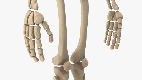 Cartoon Skeleton model - TurboSquid 1738879