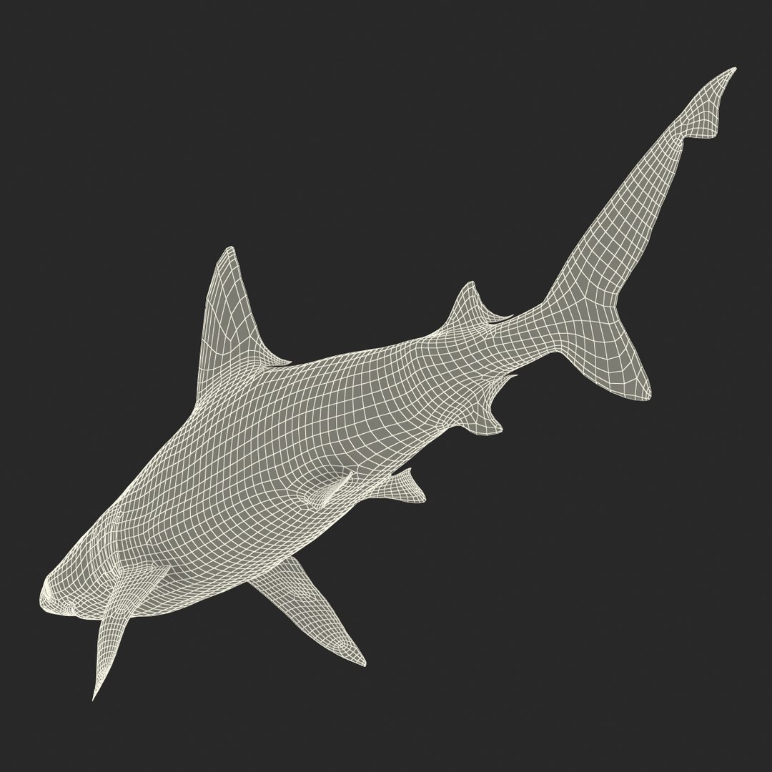 sandbar shark rigged c4d