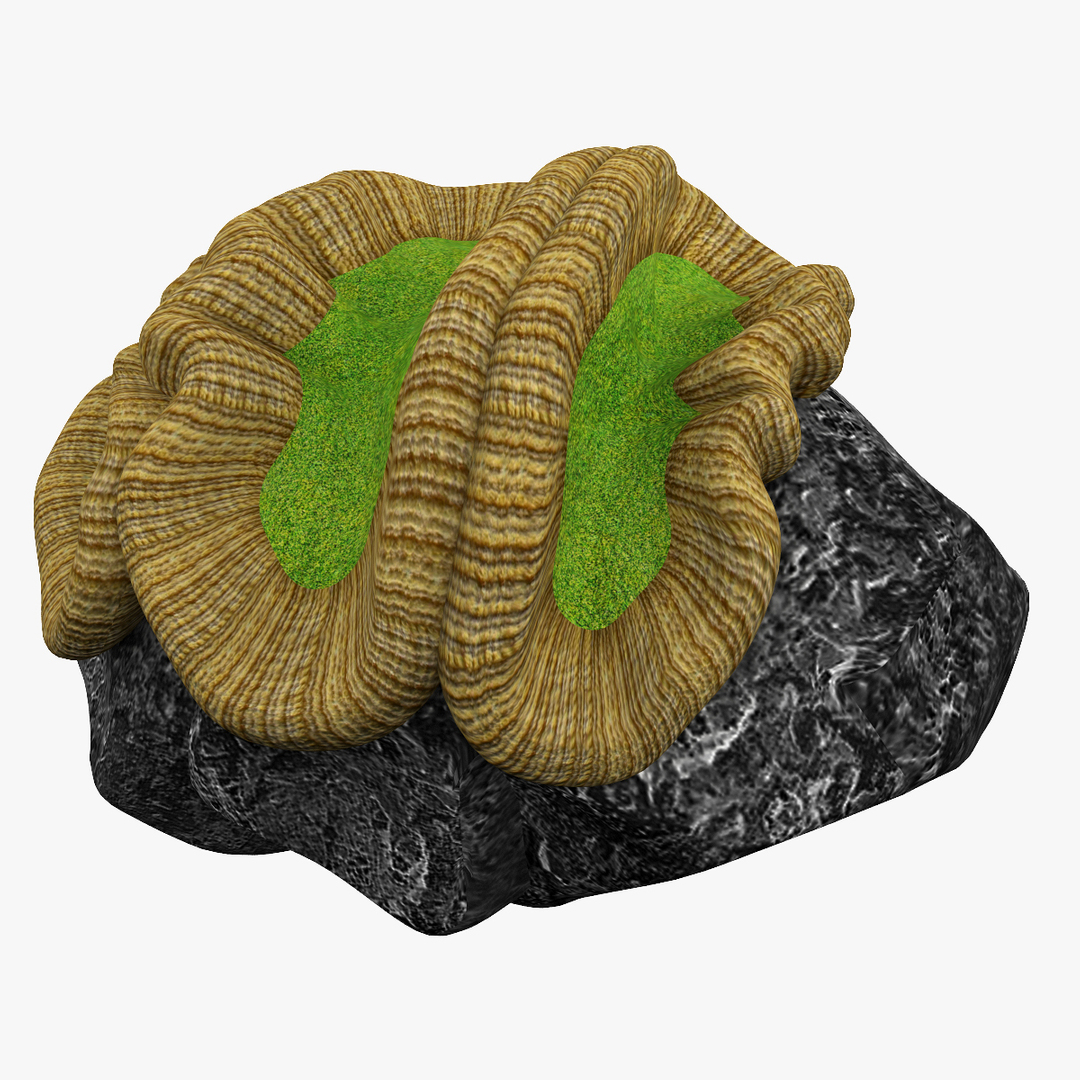 3d Brain Coral Model
