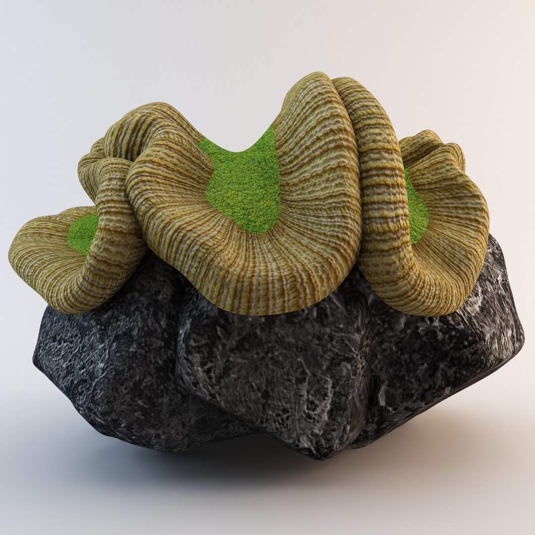 3d Brain Coral Model