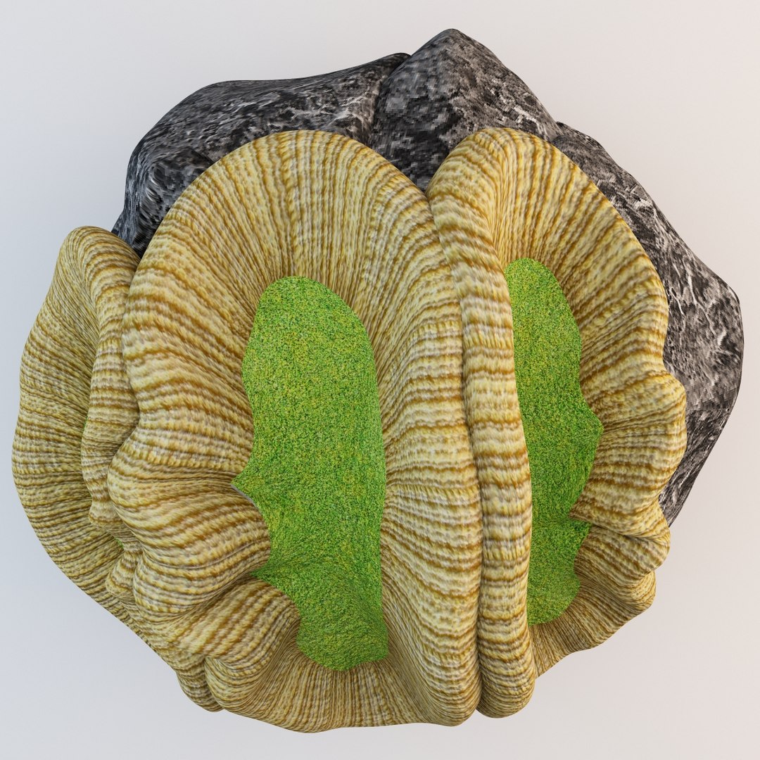 3d Brain Coral Model