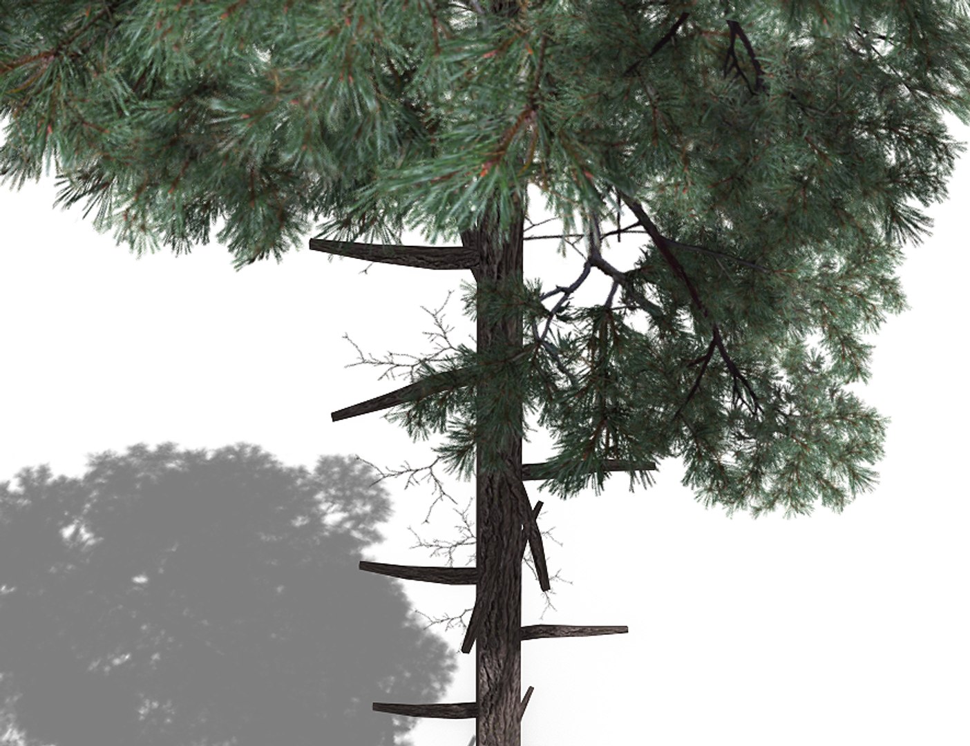 3d Pine Trees Model
