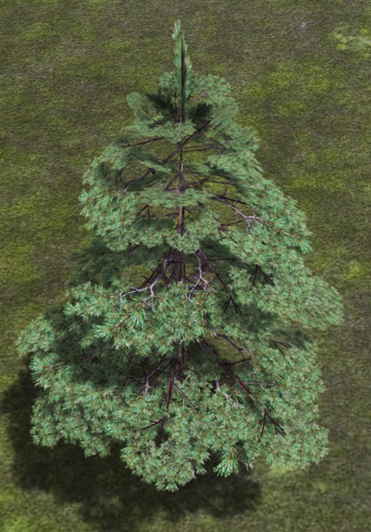 3d Pine Trees Model