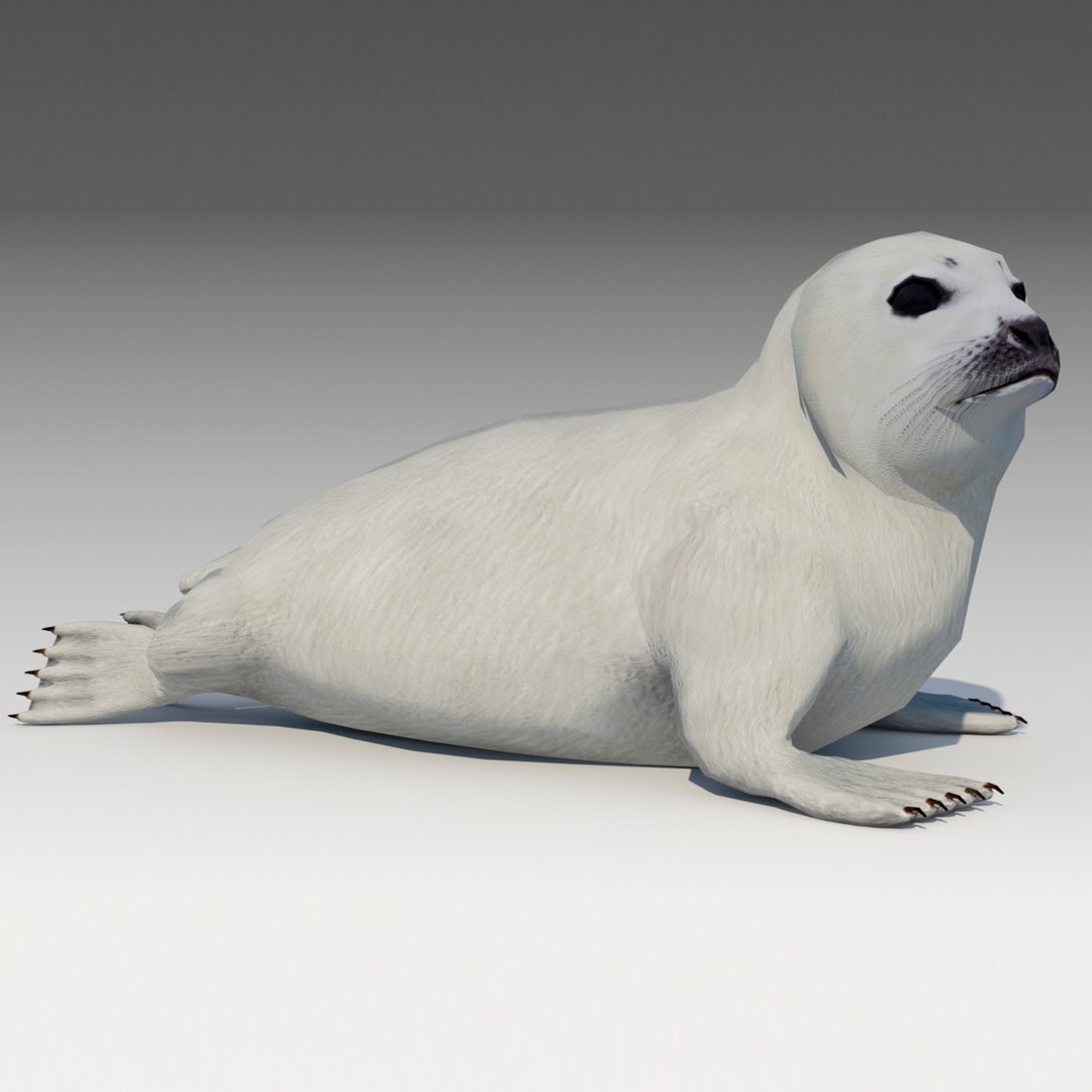 3D Model Seal Baby - TurboSquid 1217927