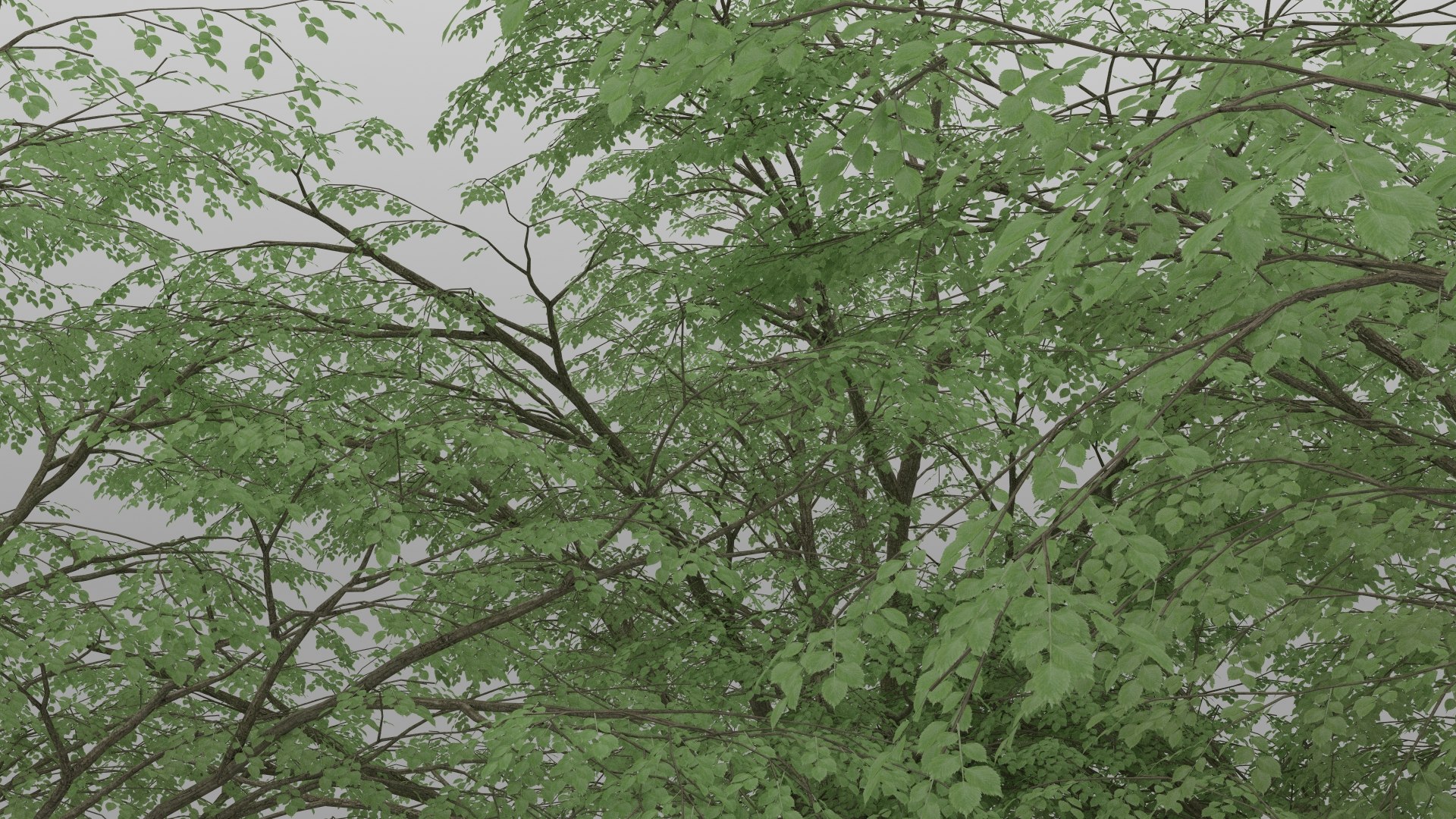 3D Model Summer Elm Tree - TurboSquid 1683710