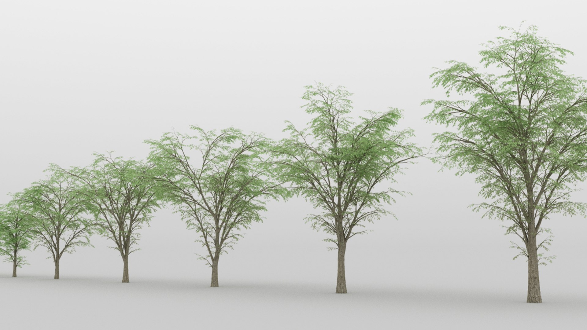 3D Model Summer Elm Tree - TurboSquid 1683710