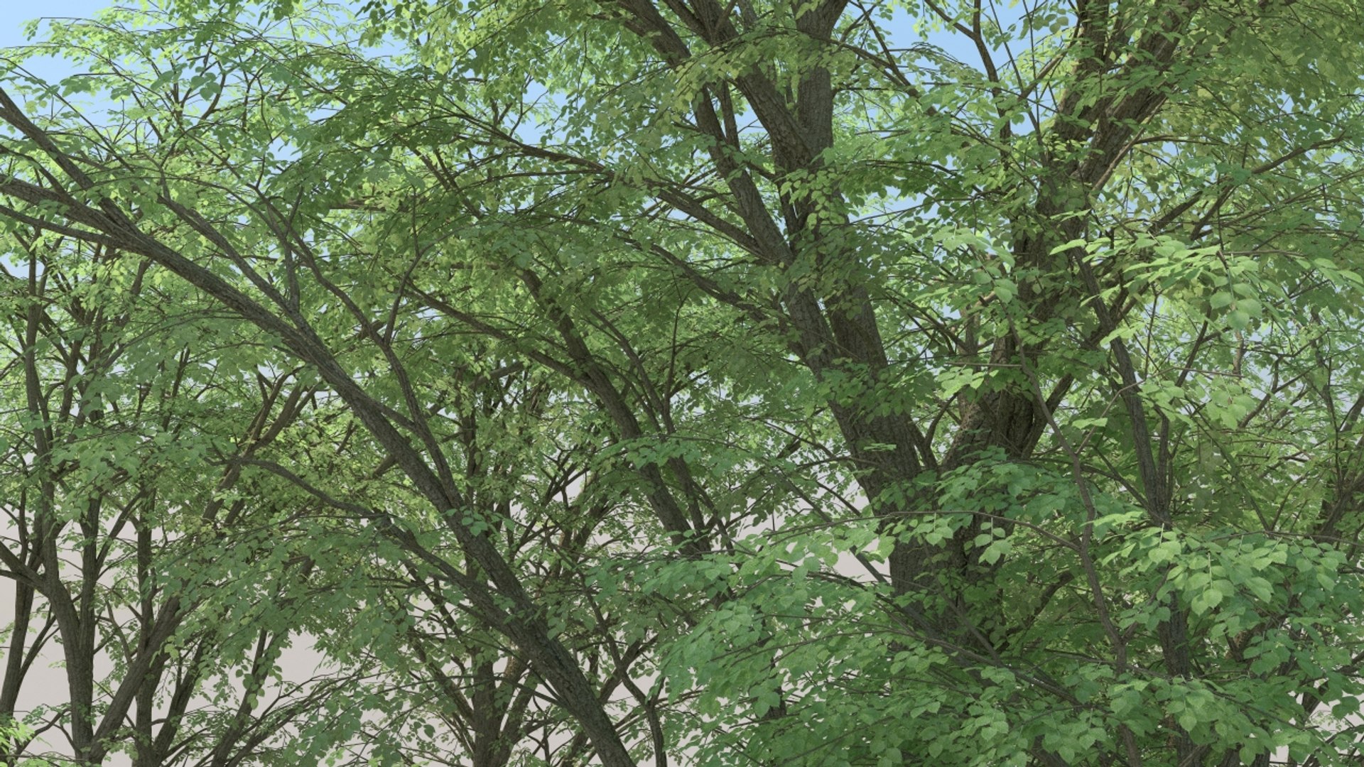 3D Model Summer Elm Tree - TurboSquid 1683710