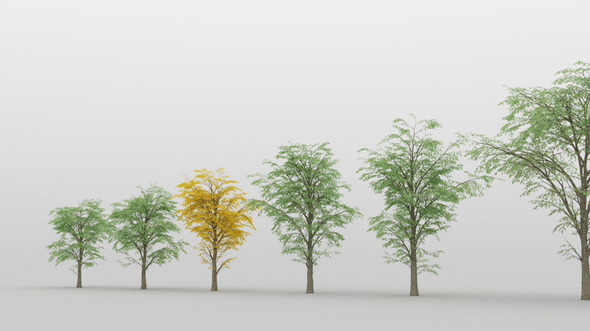 3D Model Summer Elm Tree - TurboSquid 1683710