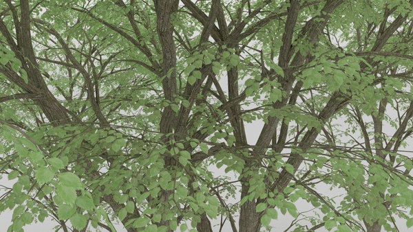 3D model summer elm tree - TurboSquid 1683710