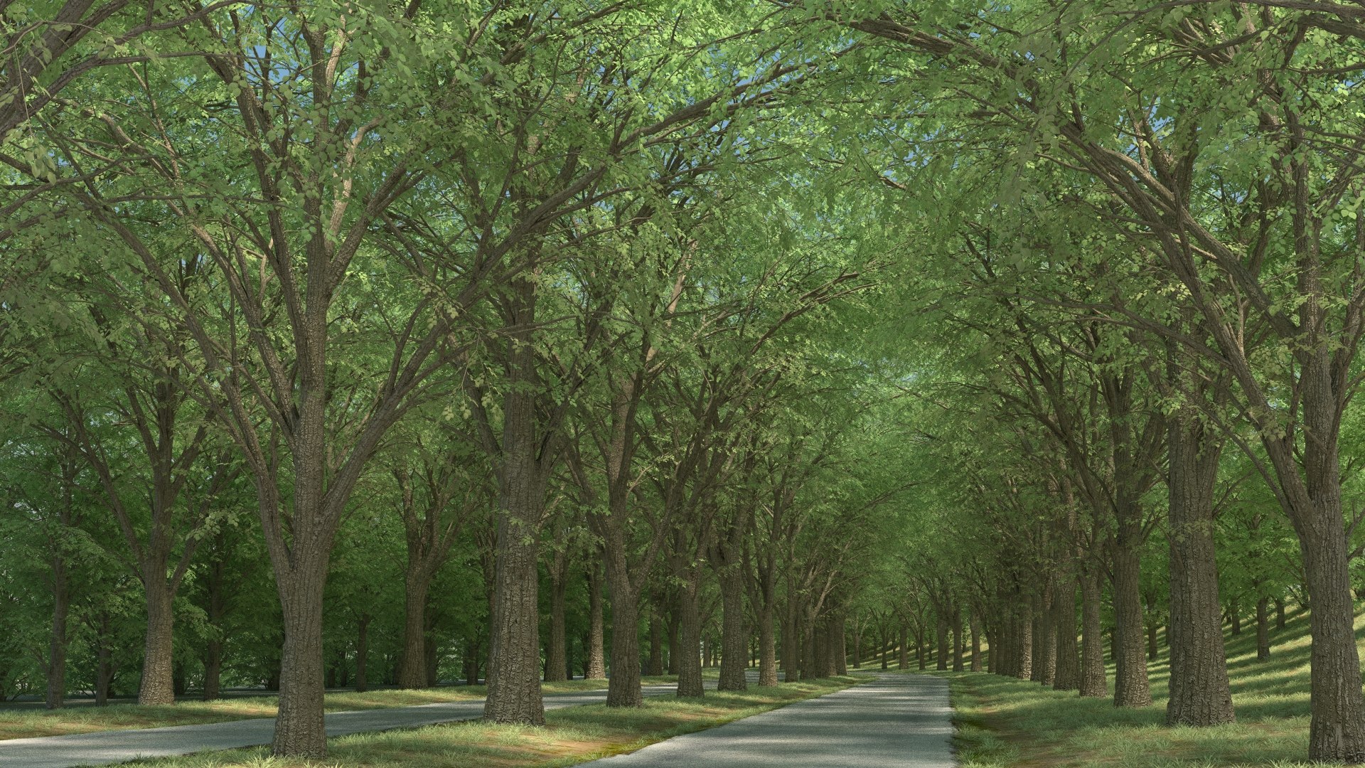 3D Model Summer Elm Tree - TurboSquid 1683710