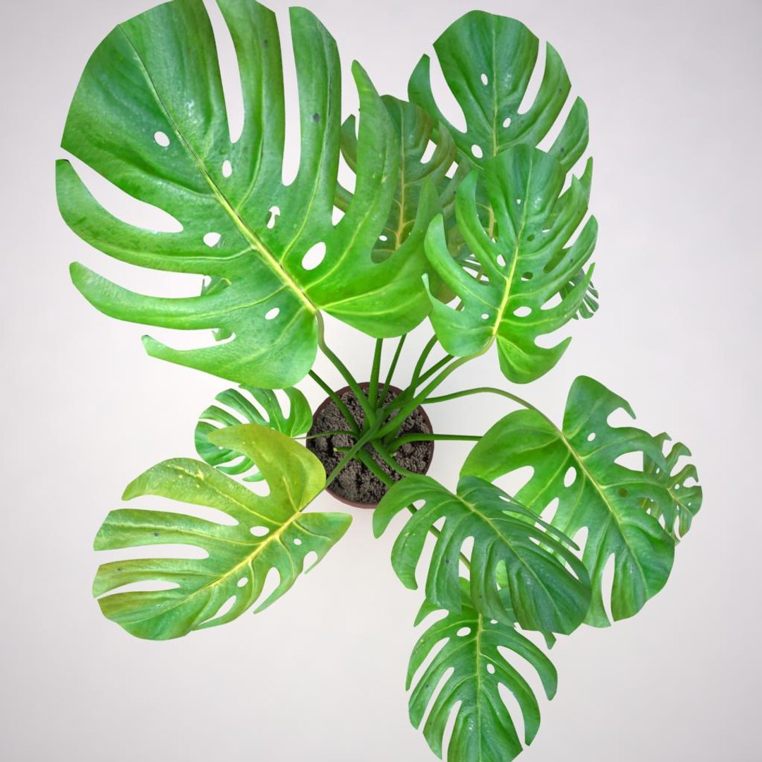monstera plant fbx