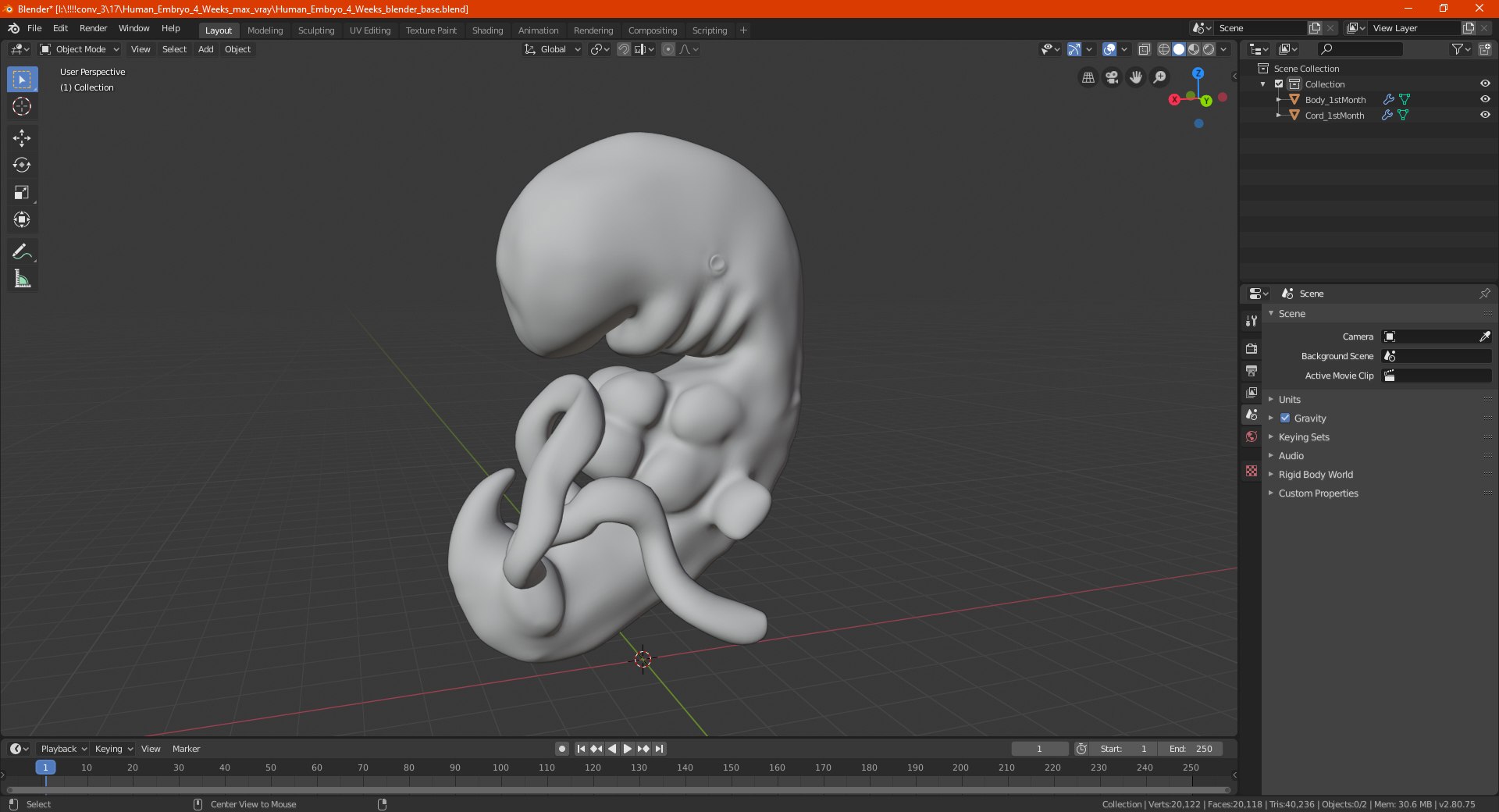 Human Embryo 4 Weeks