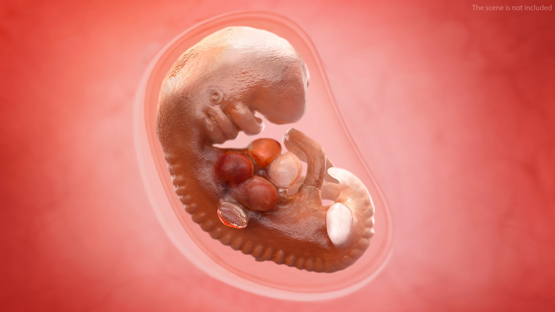 3D Human Embryo 4 Weeks - TurboSquid 1657904