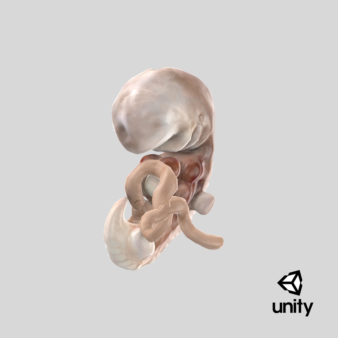 3D human embryo 4 weeks - TurboSquid 1657904