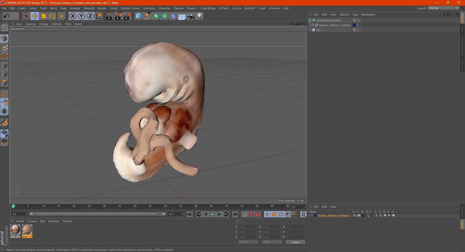 3D human embryo 4 weeks - TurboSquid 1657904