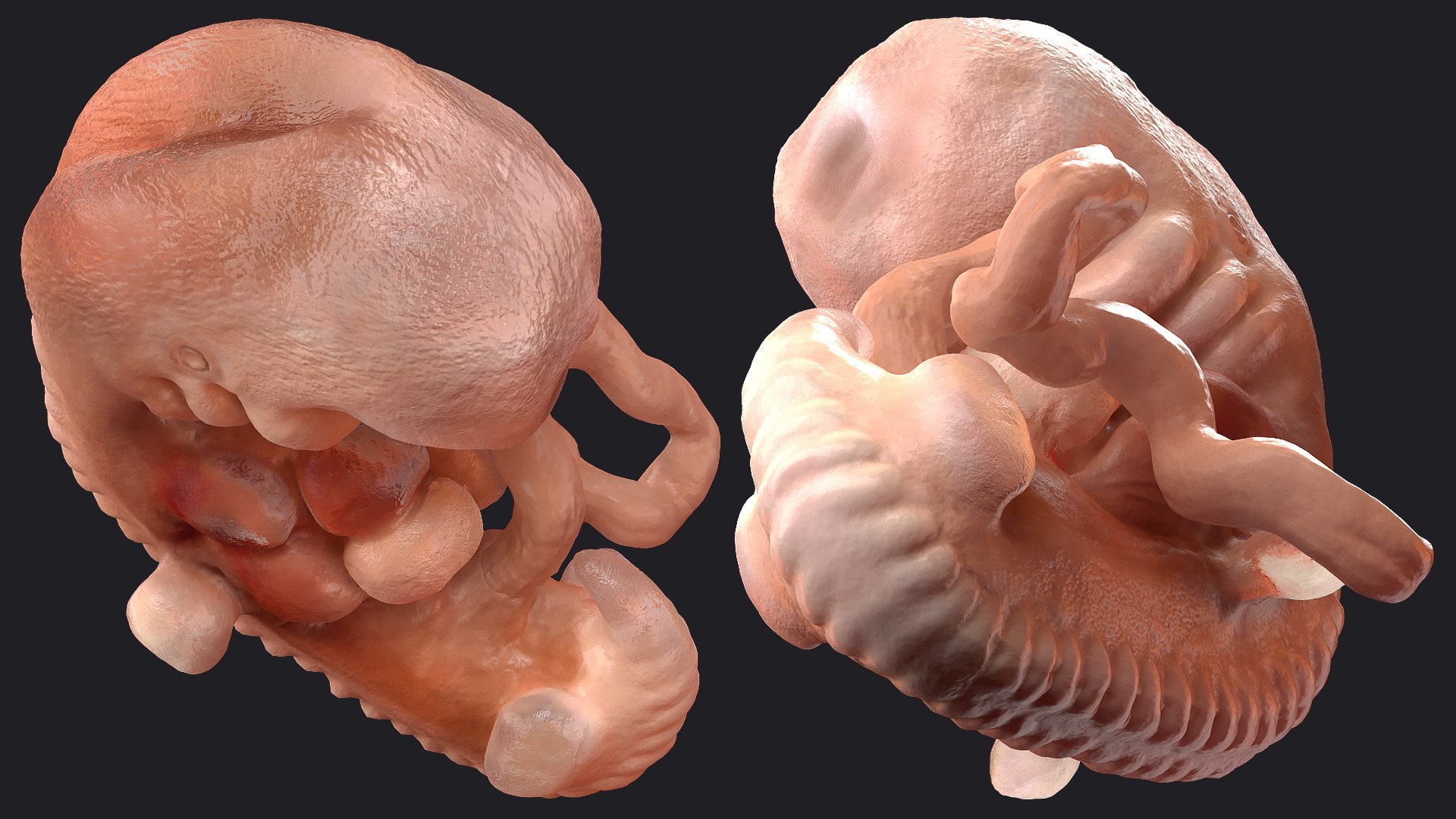 3D human embryo 4 weeks - TurboSquid 1657904