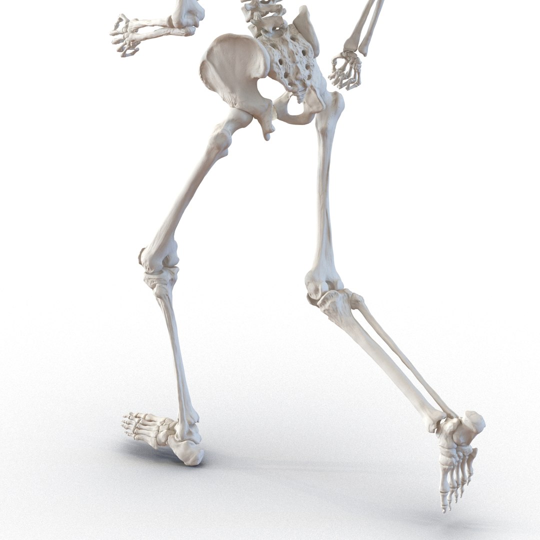 human male skeleton pose 3d 3ds