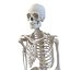 human male skeleton pose 3d 3ds