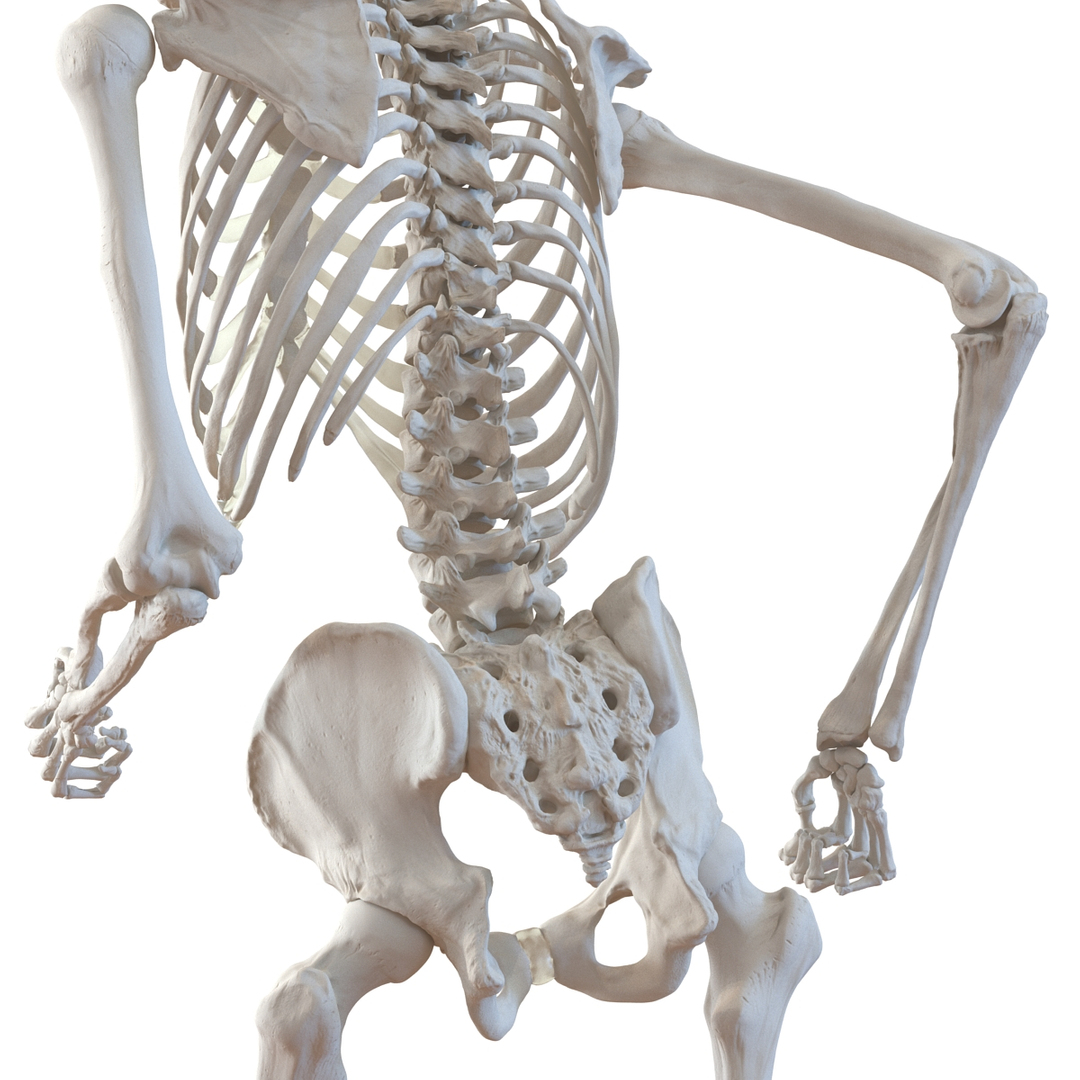 human male skeleton pose 3d 3ds