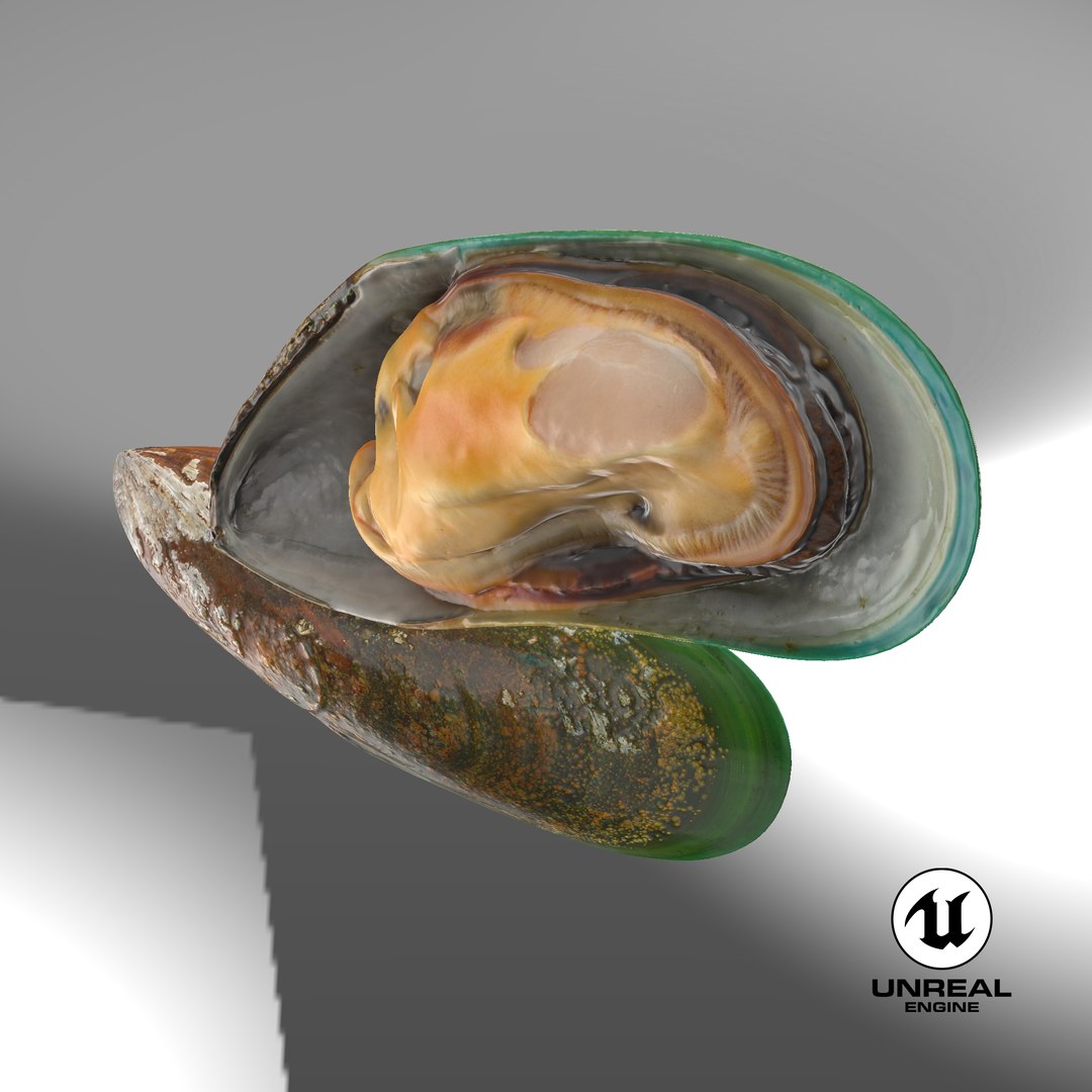 3D Green Mussel 01 - TurboSquid 2098808