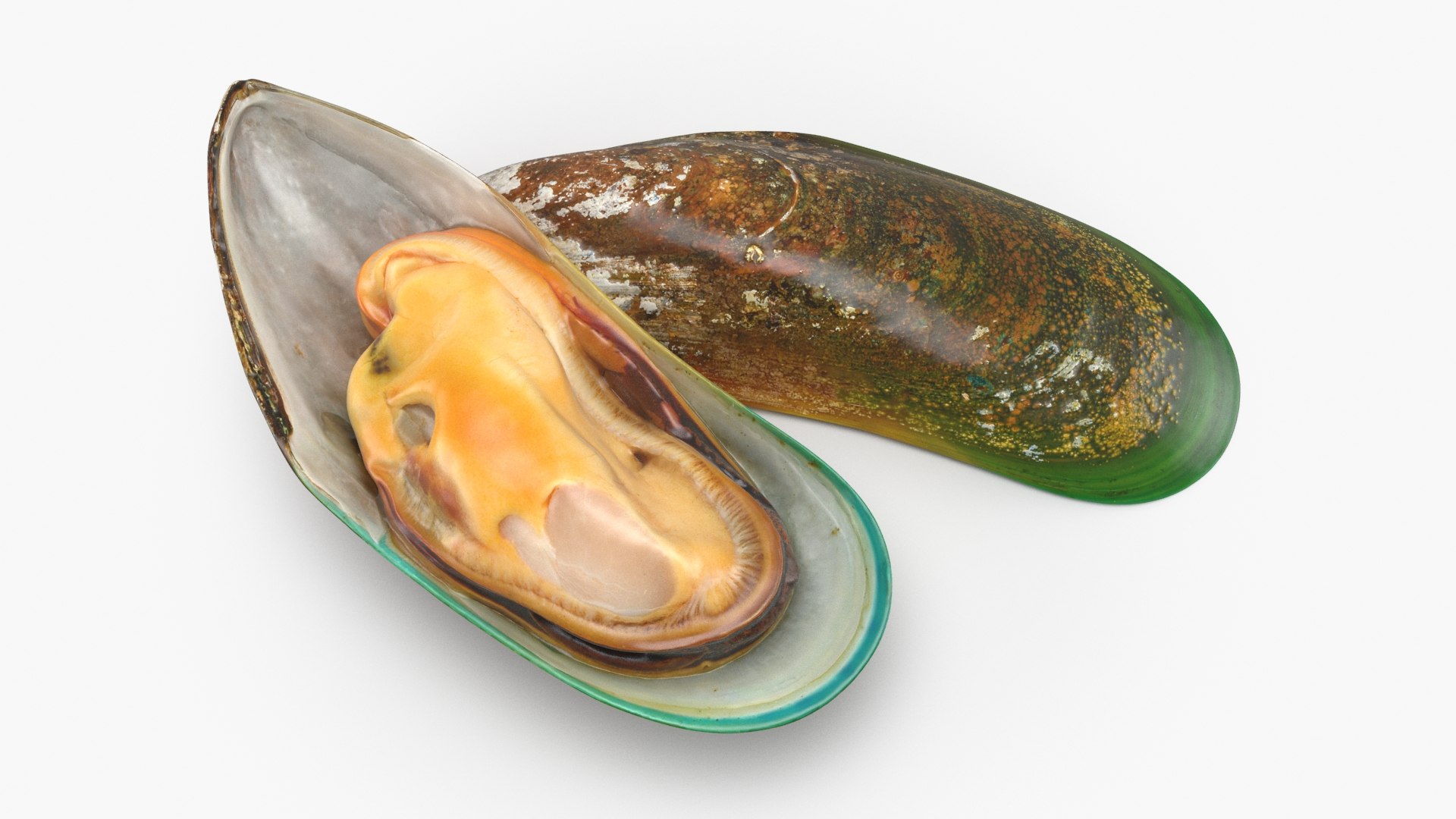 3D Green Mussel 01 - TurboSquid 2098808