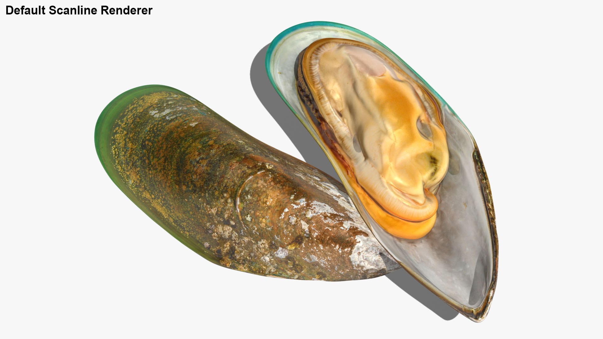 3D Green Mussel 01 - TurboSquid 2098808