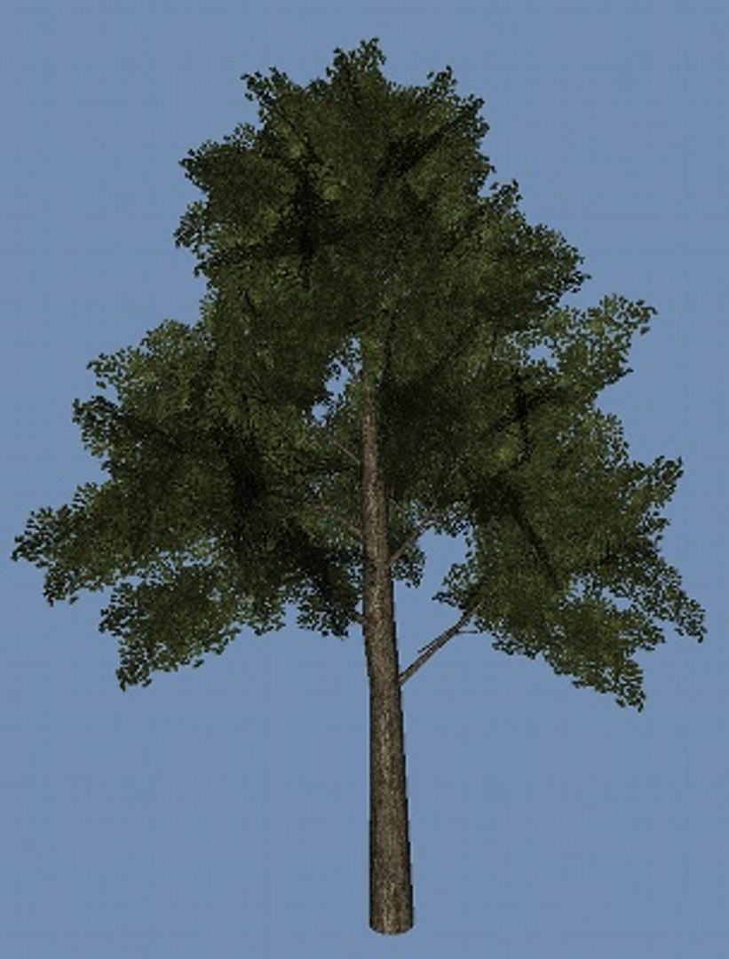 modelo 3d Arbol normal - TurboSquid 440635