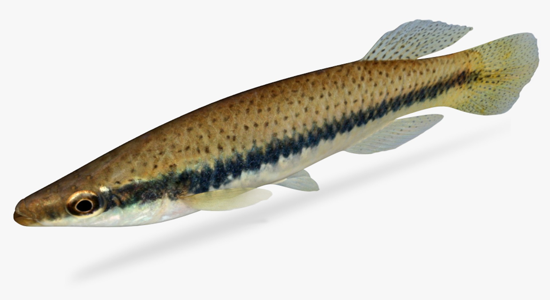 Fundulus olivaceus blackspotted topminnow 3D model - TurboSquid 1164130
