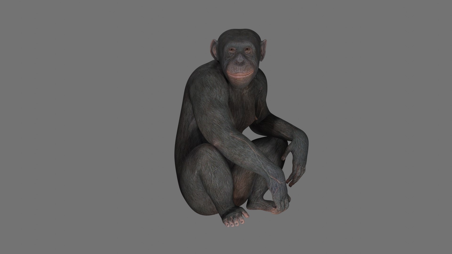 Mammal Animal Monkey 3D Model - TurboSquid 1695584
