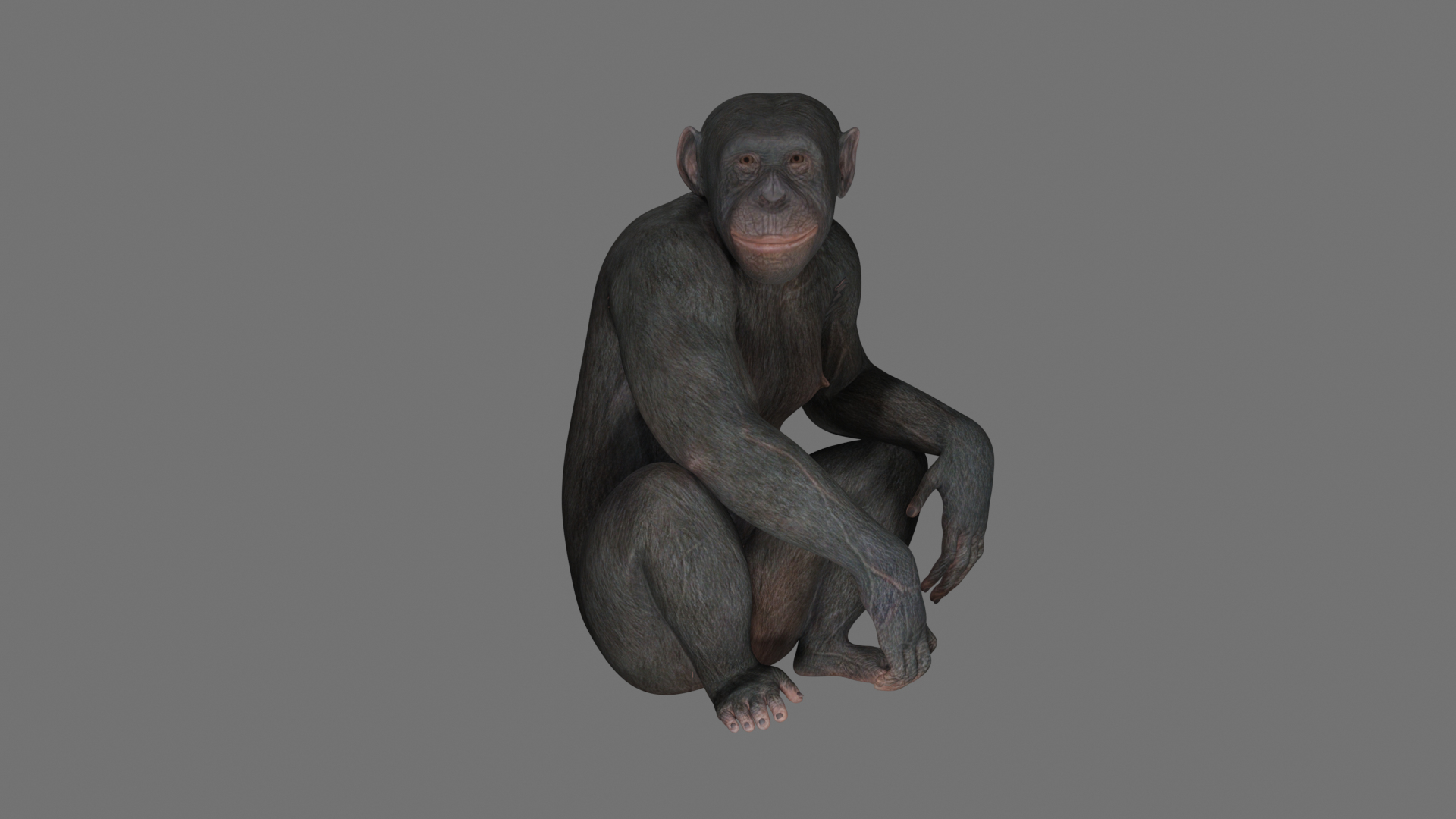 Mammal Animal Monkey 3D Model - TurboSquid 1695584