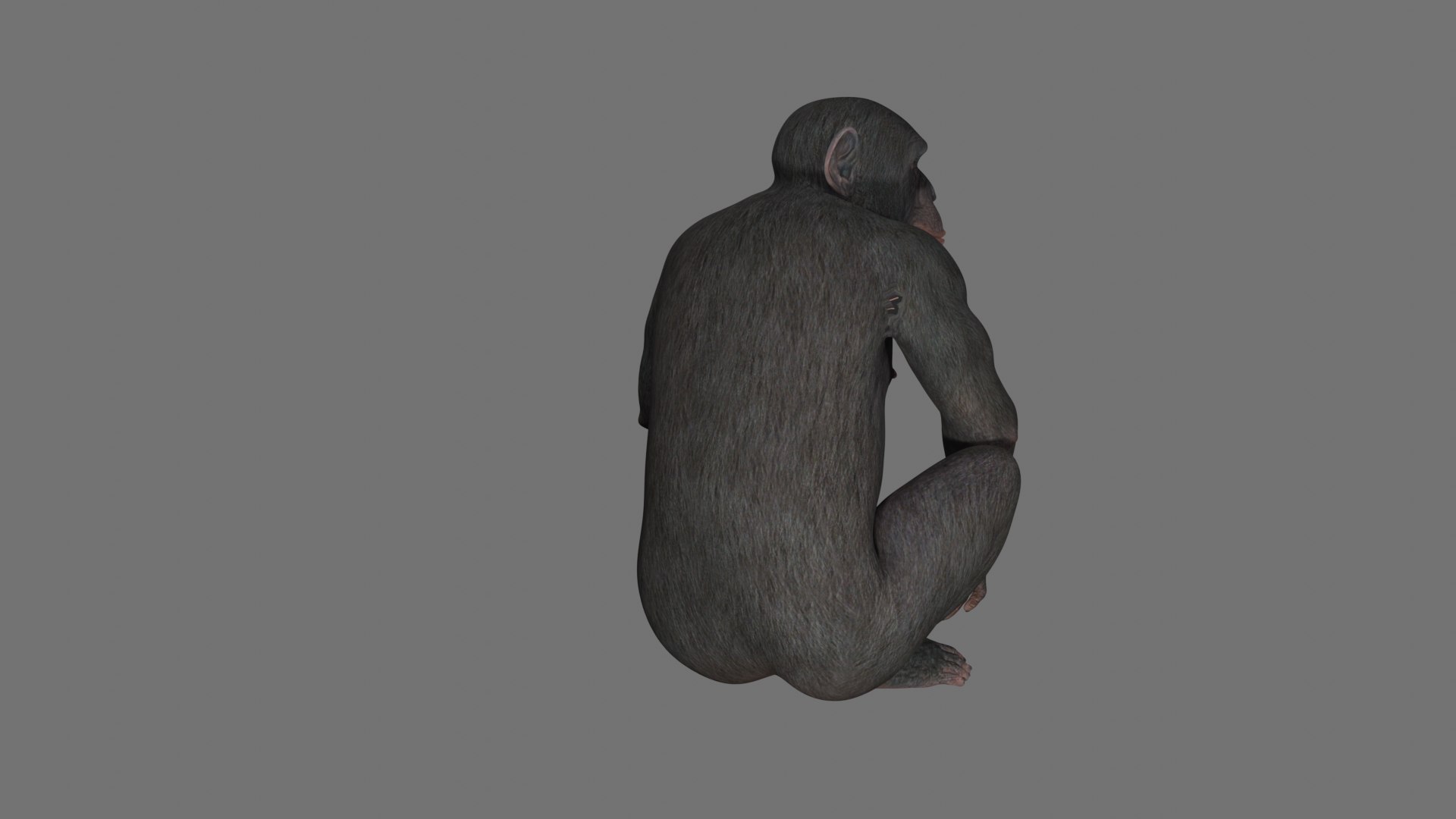 Mammal Animal Monkey 3D Model - TurboSquid 1695584