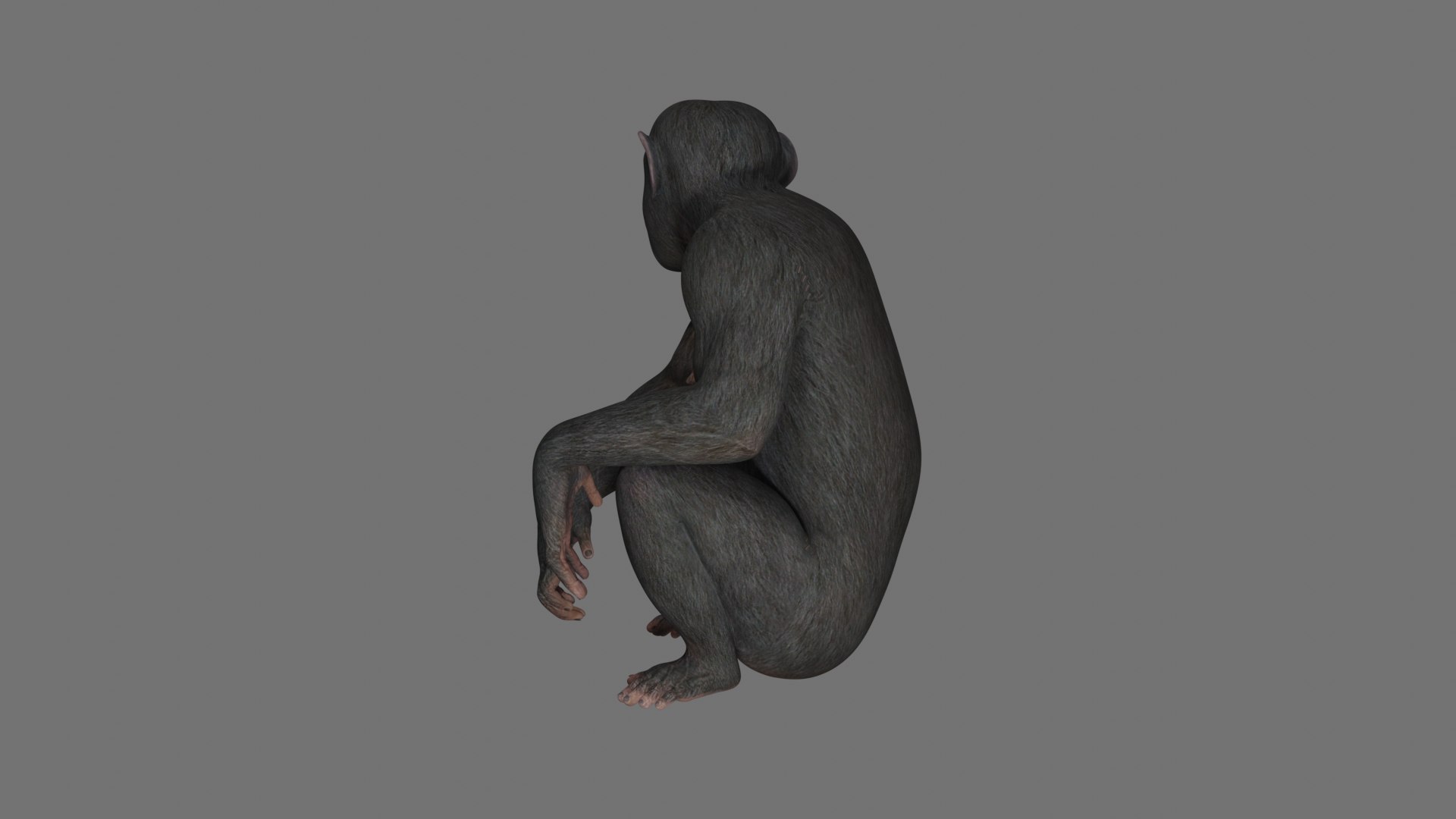 Mammal Animal Monkey 3D Model - TurboSquid 1695584