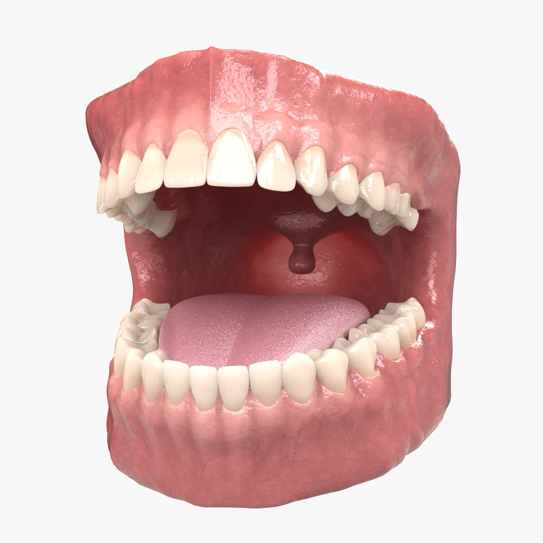 3D anatomy dental - TurboSquid 1326310