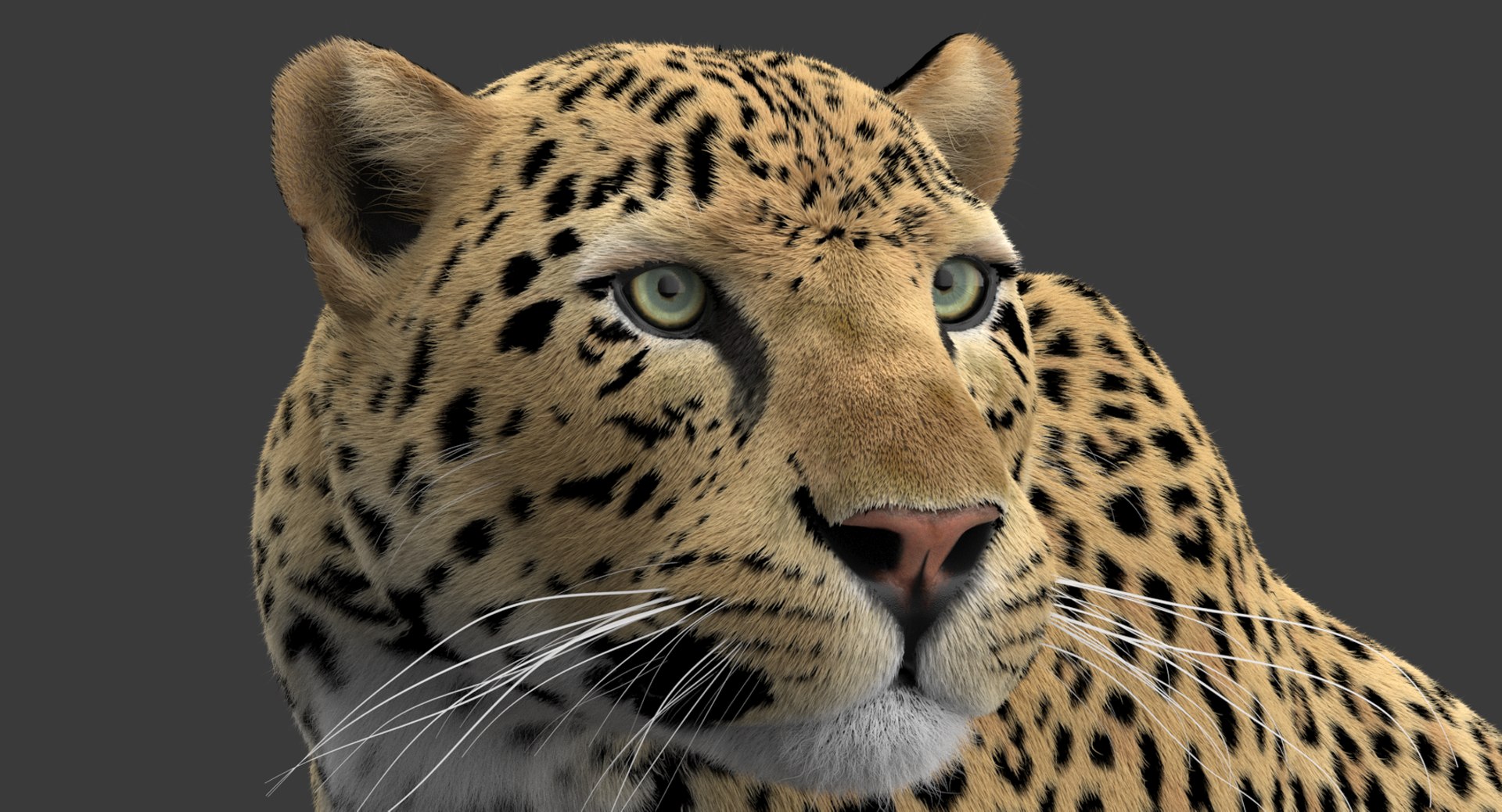 3D Leopard V2 Animated-Rigged-Fur - TurboSquid 2056514