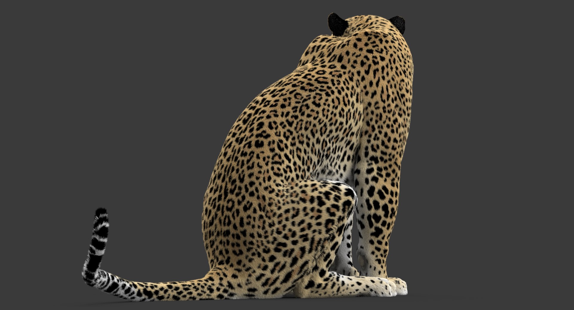3D Leopard V2 Animated-Rigged-Fur - TurboSquid 2056514