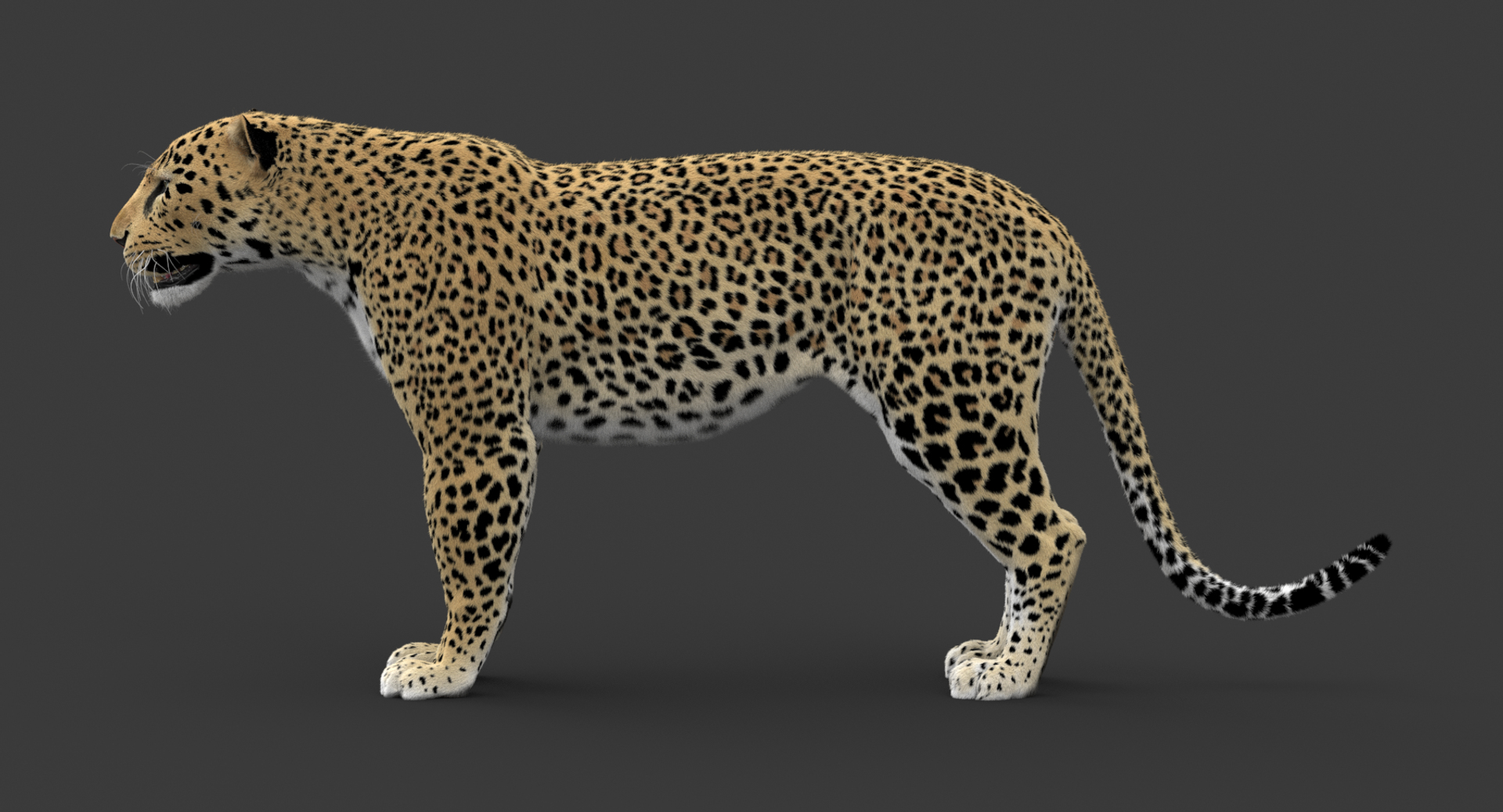 3D Leopard V2 Animated-Rigged-Fur - TurboSquid 2056514