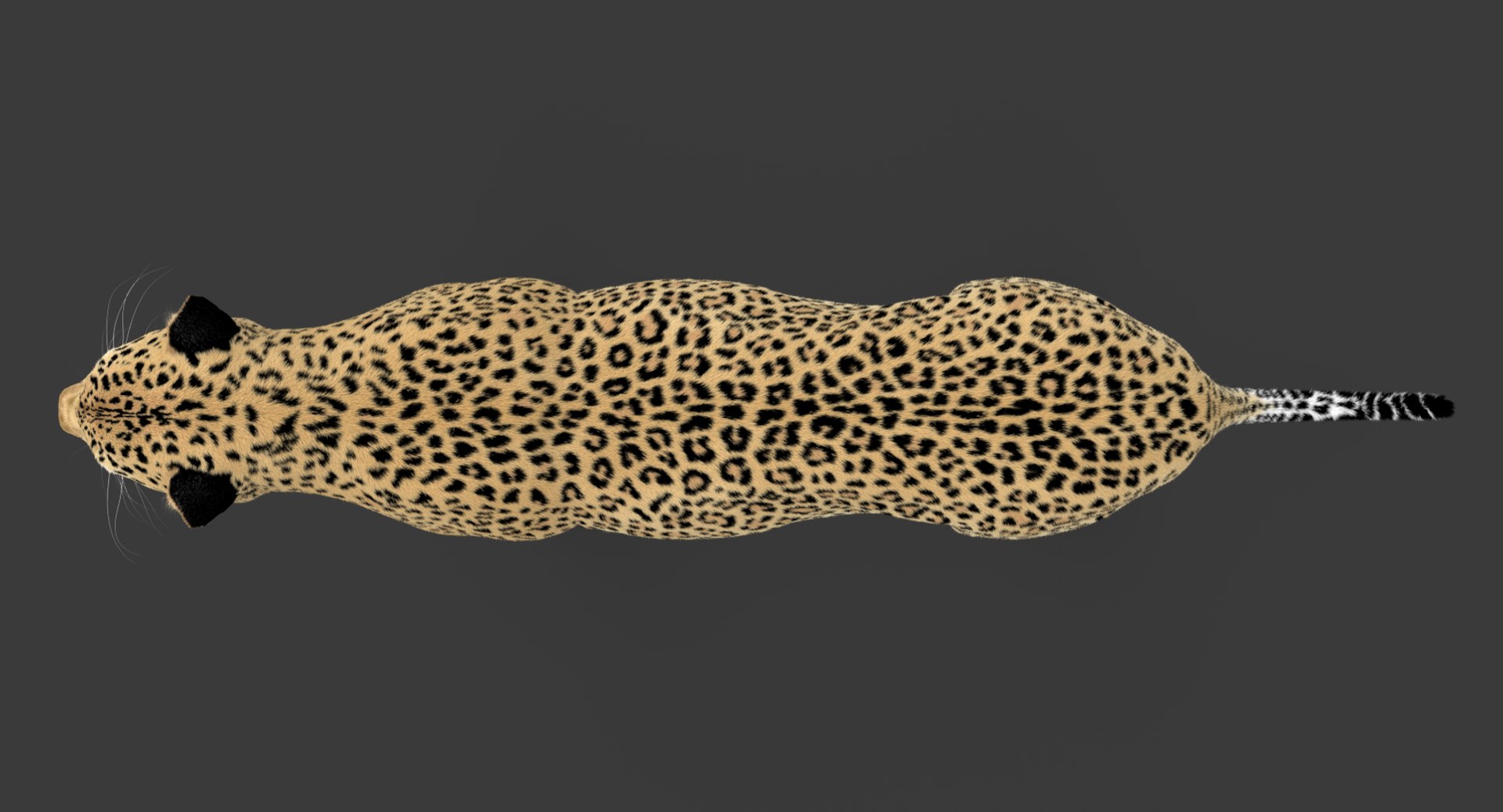 3D Leopard V2 Animated-Rigged-Fur - TurboSquid 2056514