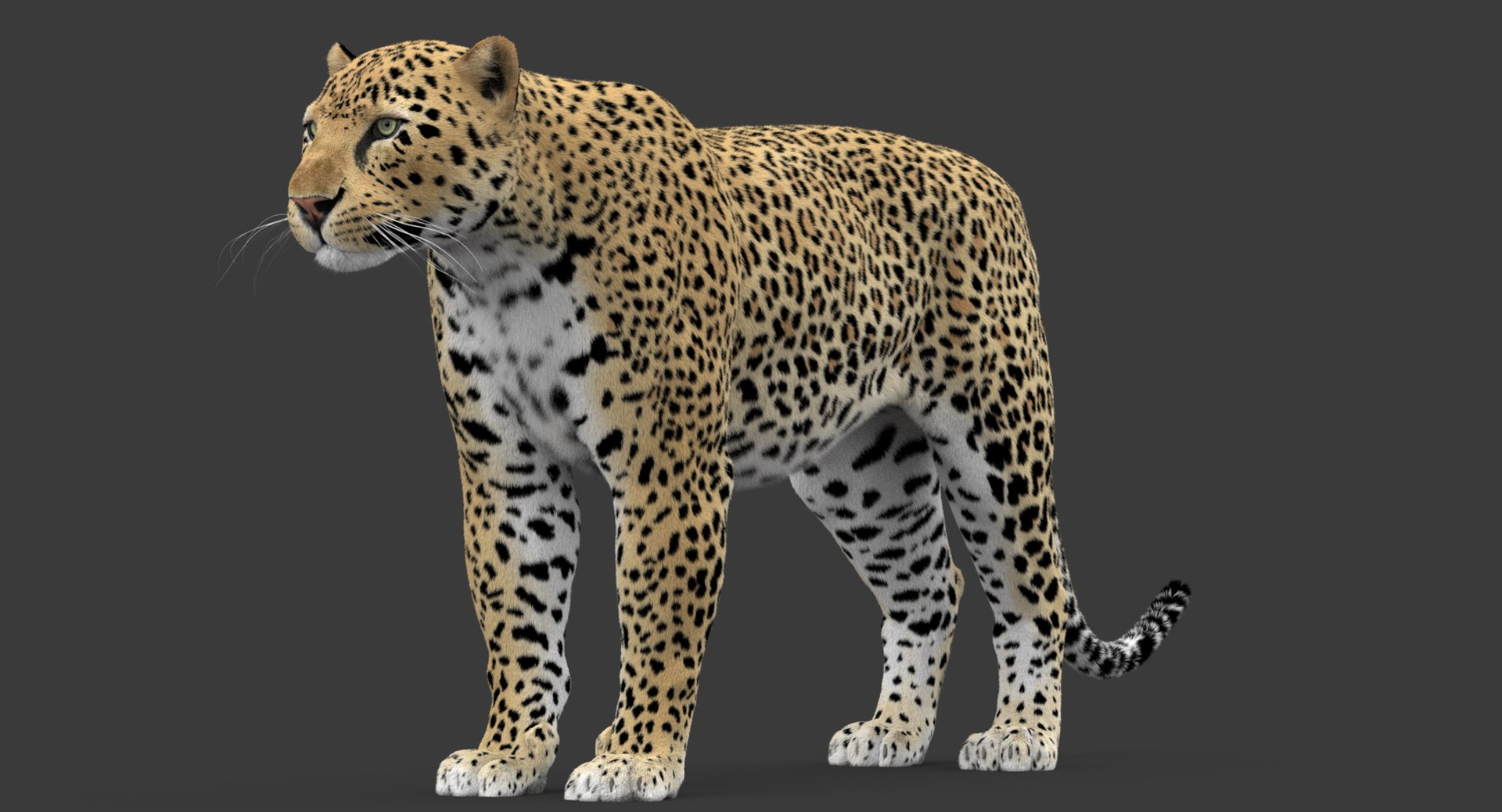 3D Leopard V2 Animated-Rigged-Fur - TurboSquid 2056514