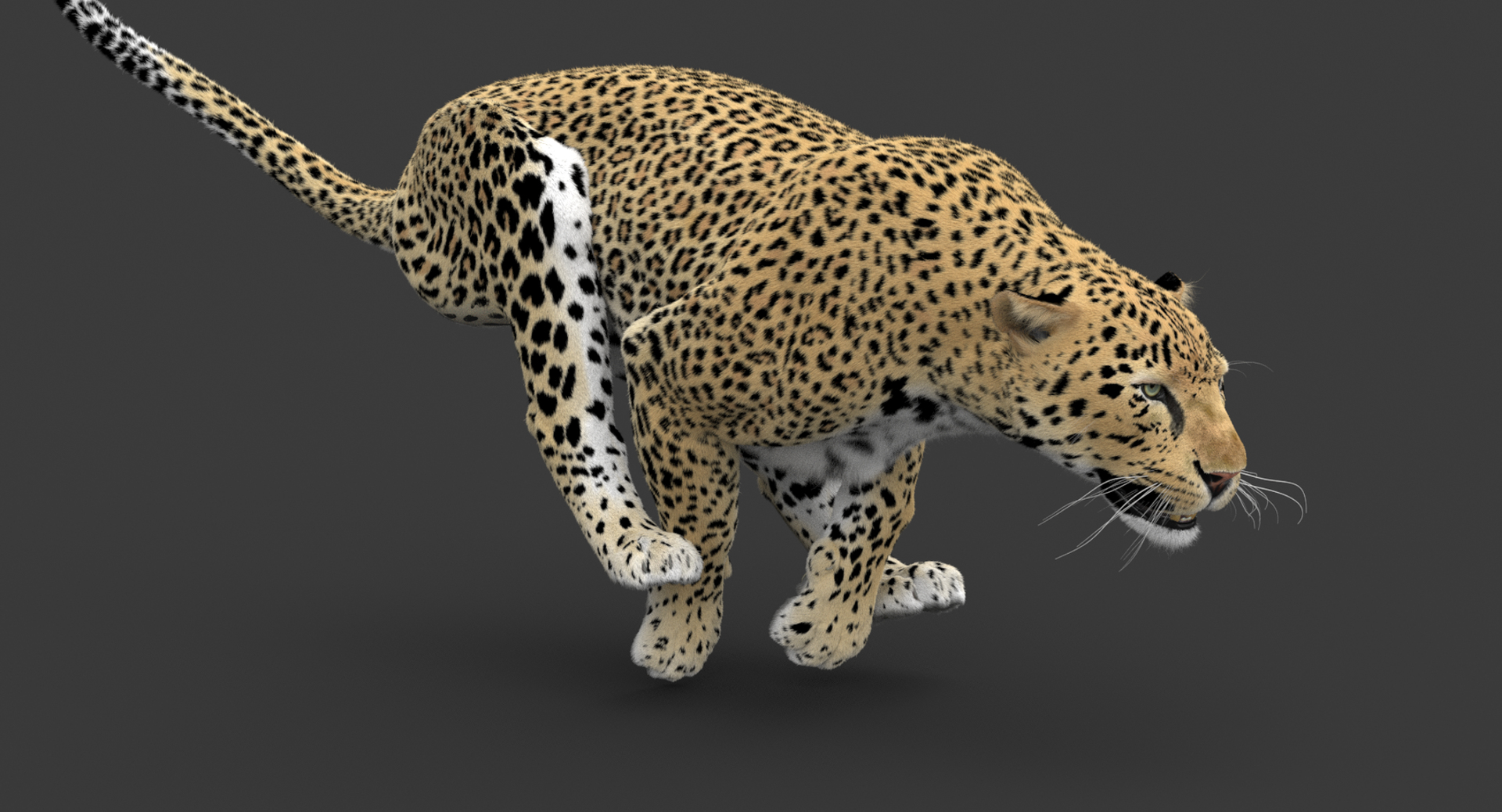 3D Leopard V2 Animated-Rigged-Fur - TurboSquid 2056514