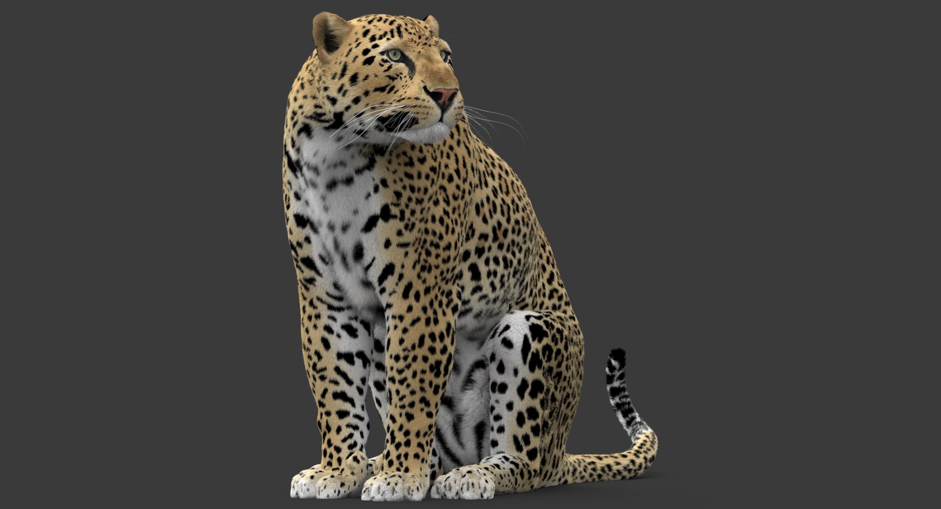 3D Leopard V2 Animated-Rigged-Fur - TurboSquid 2056514
