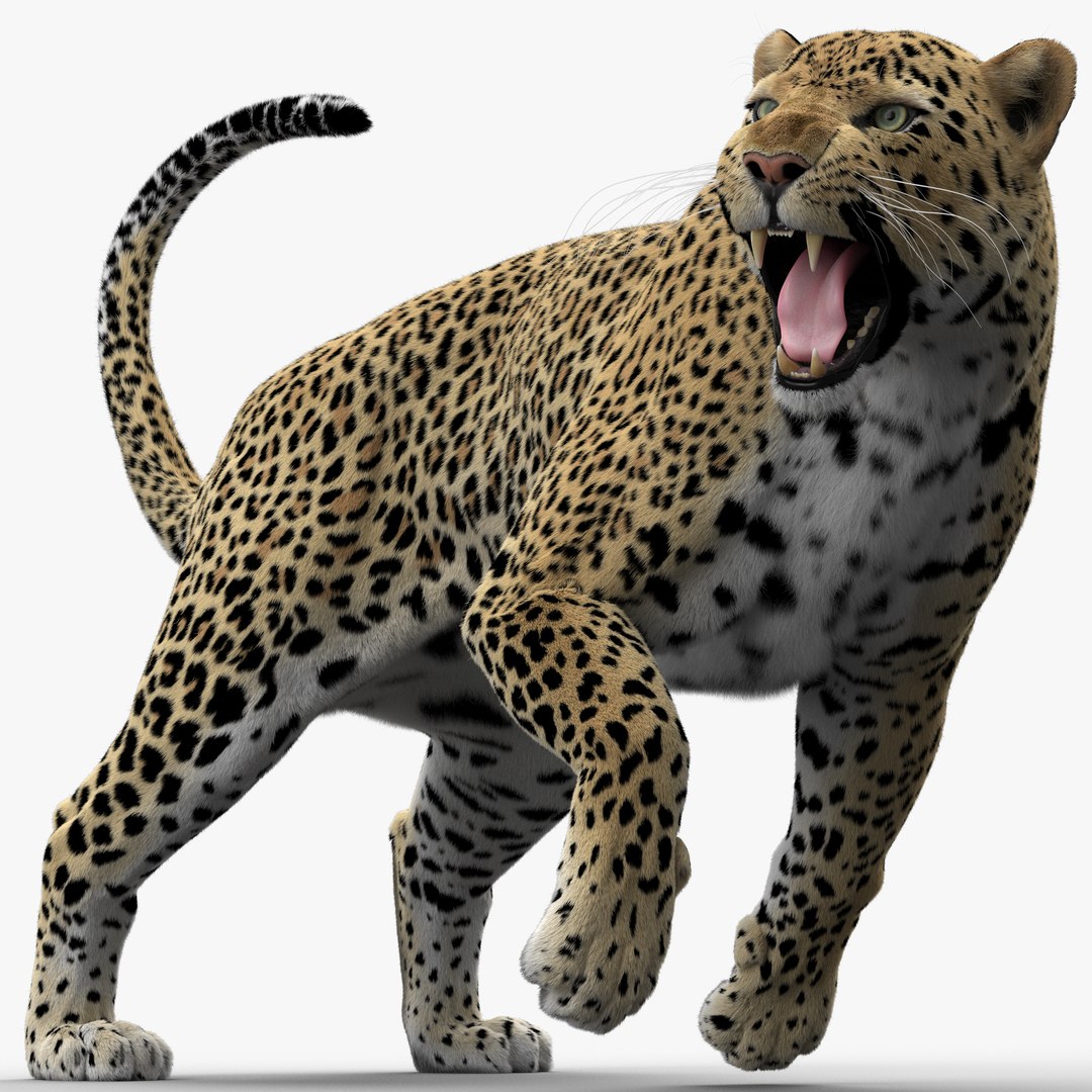 3D Leopard V2 Animated-Rigged-Fur - TurboSquid 2056514