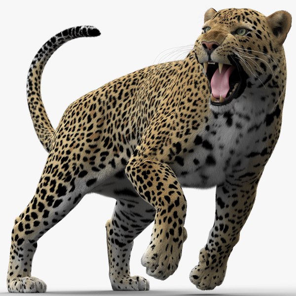 Leopard V2 Animated-Rigged-Fur 3D 모델 - TurboSquid 2056514