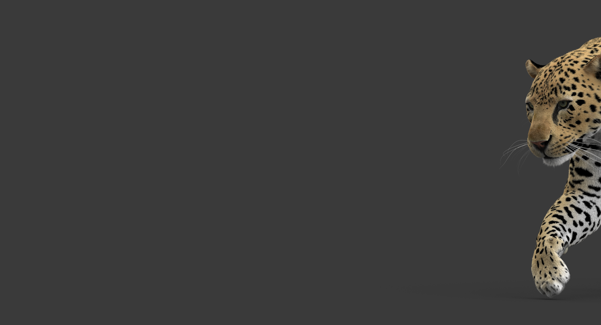 3D Leopard V2 Animated-Rigged-Fur - TurboSquid 2056514