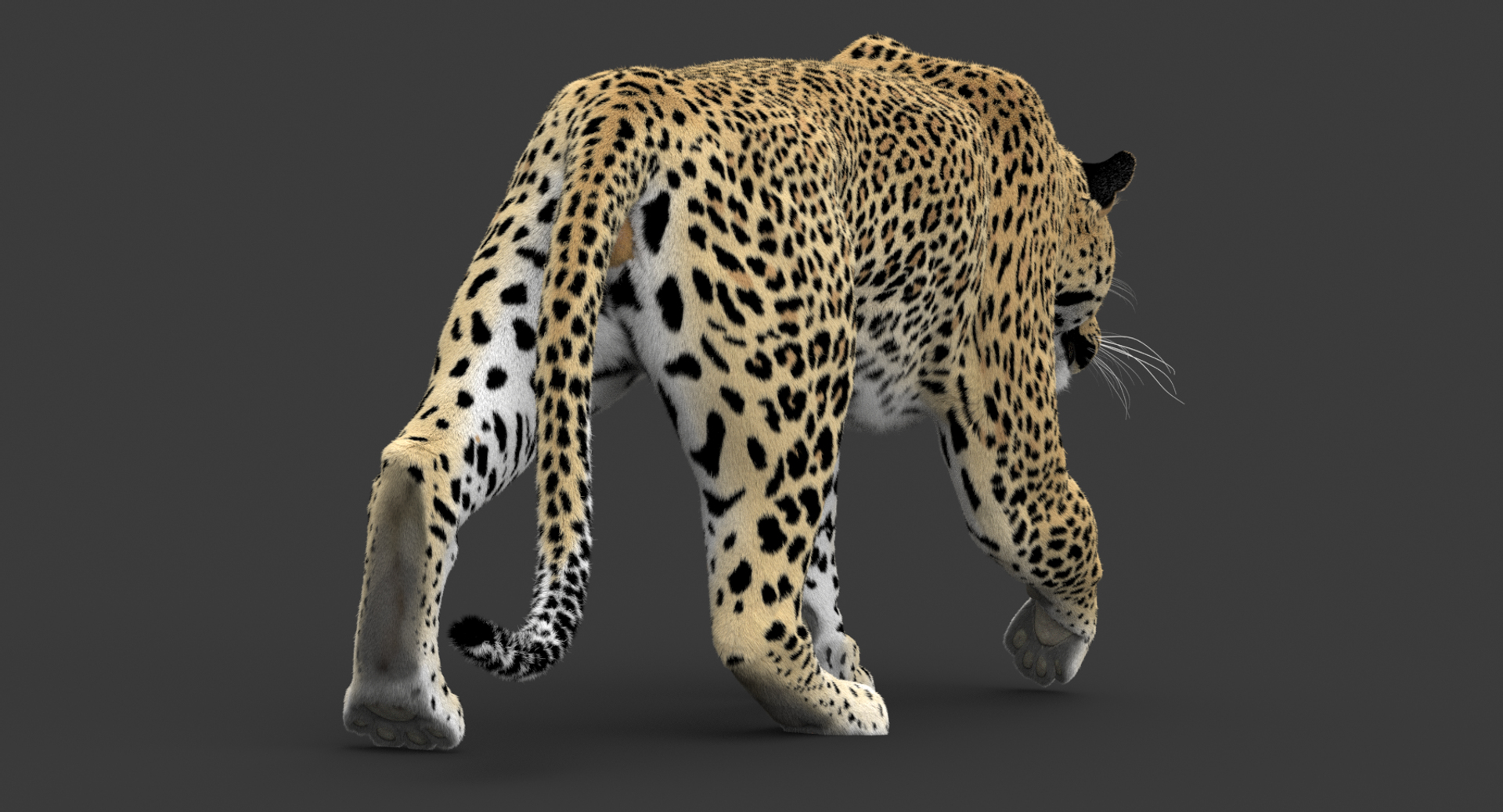 3D Leopard V2 Animated-Rigged-Fur - TurboSquid 2056514