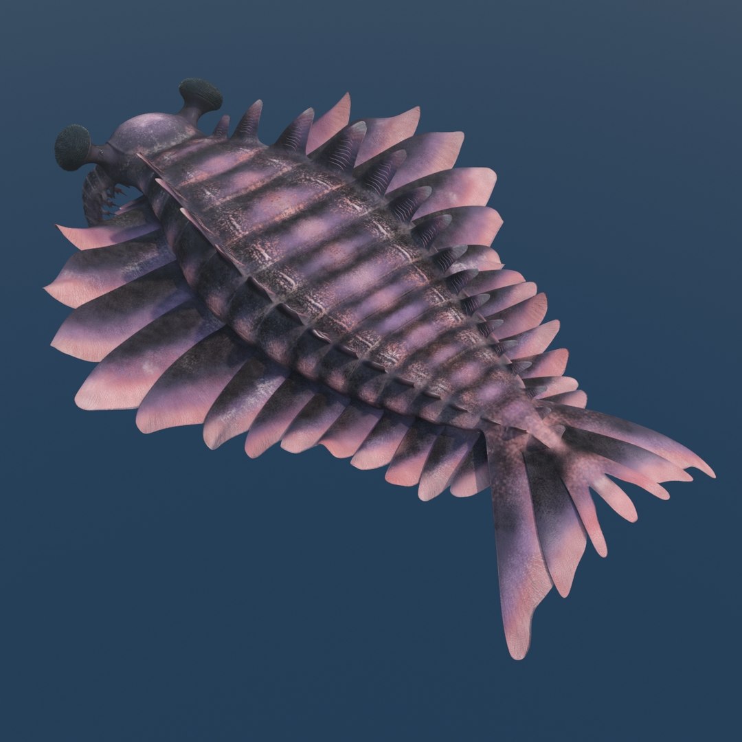 3d Model Anomalocaris Canadensis